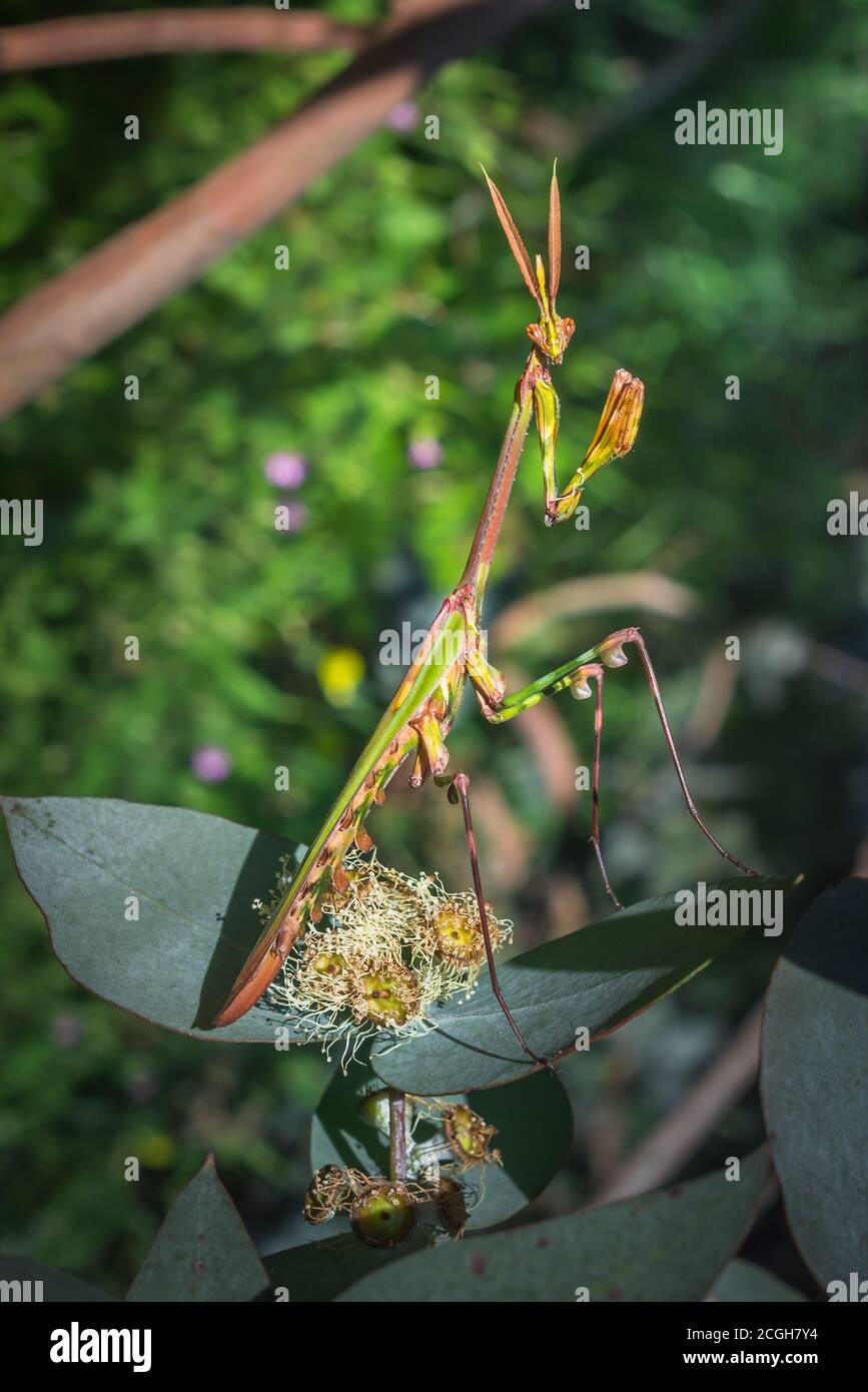 Green Gargoyle, cone-headed (empusa guttula) Praying Mantis on a green ...