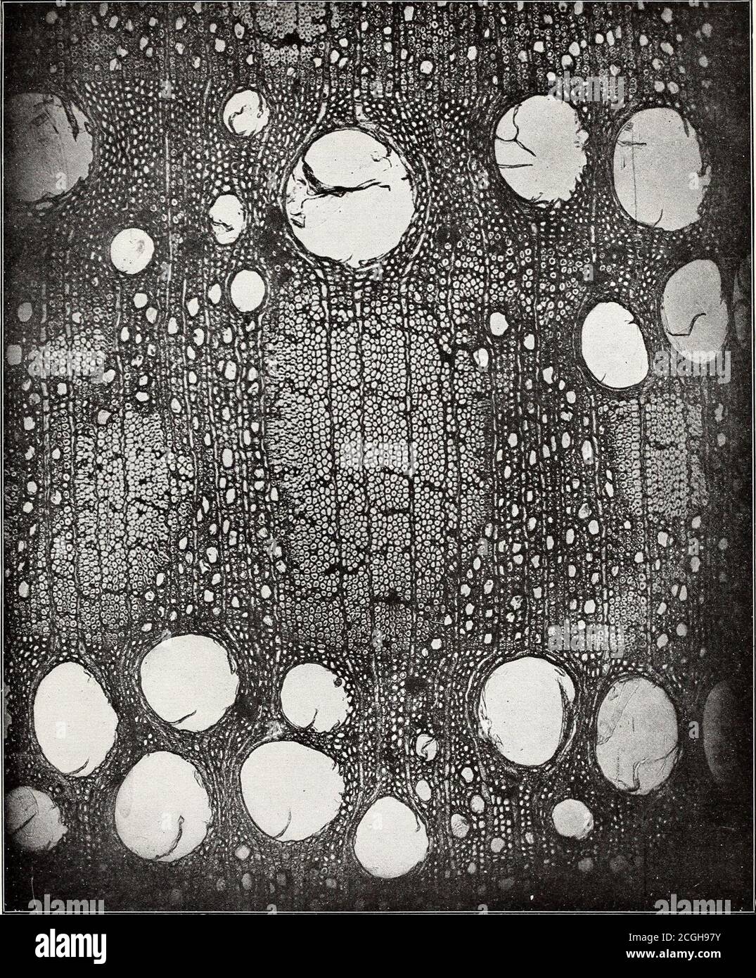 Tangential cross section hi-res stock photography and images - Alamy