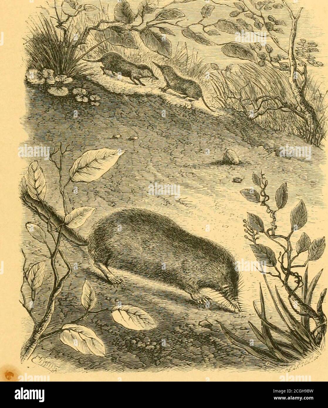 Urotrichus talpoides hi-res stock photography and images - Alamy