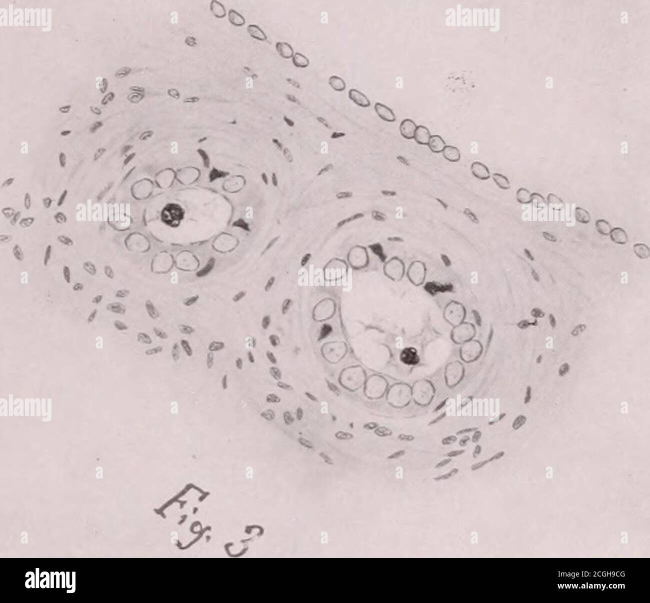 . Alienist and neurologist. . ,so that upon staining with iron ...