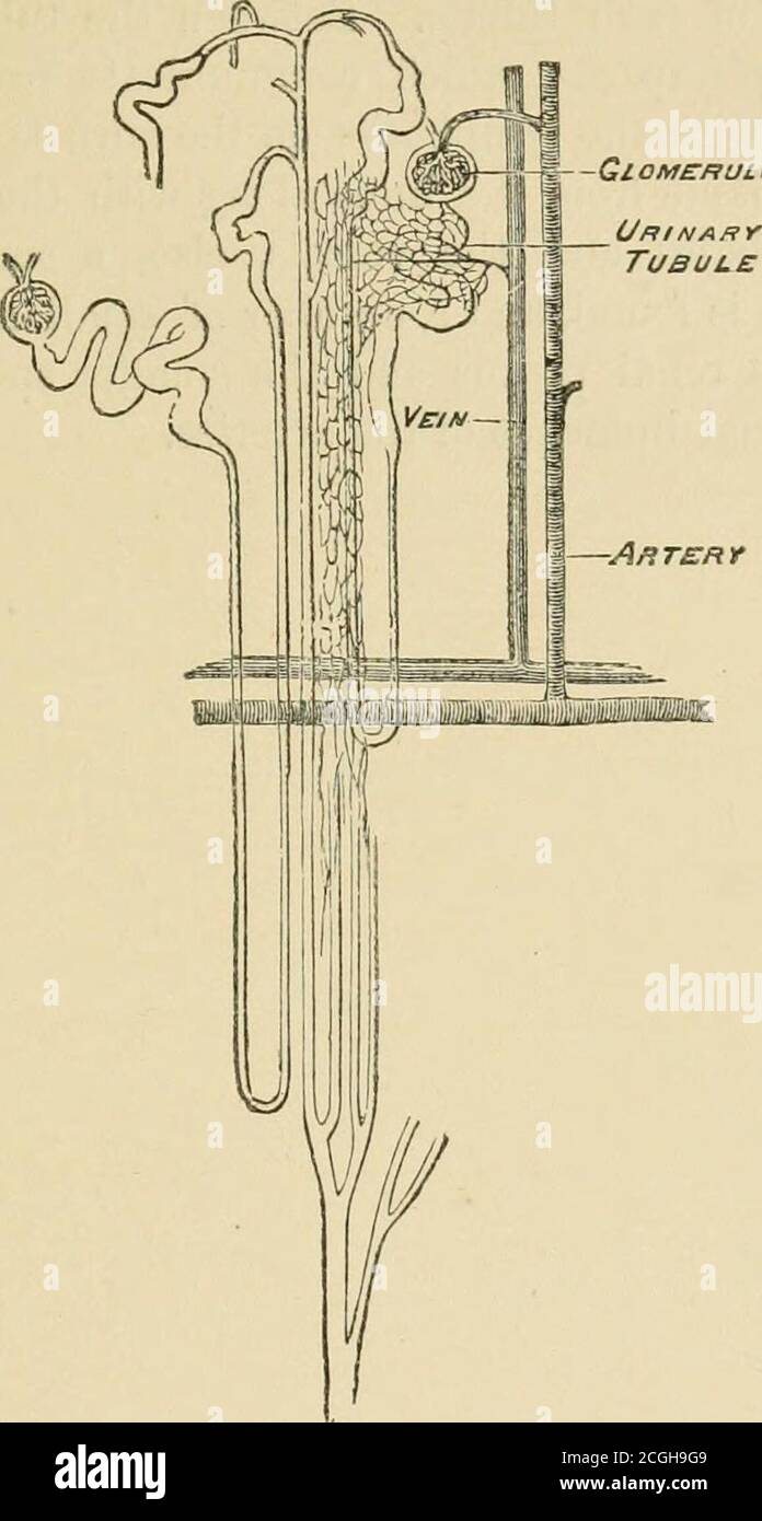 . On disorders of digestion, their consequences and treatment . Henles ...