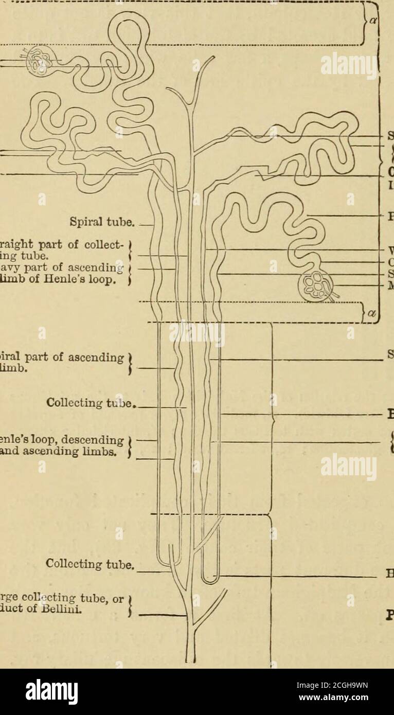 Proximal tubule hi-res stock photography and images - Alamy