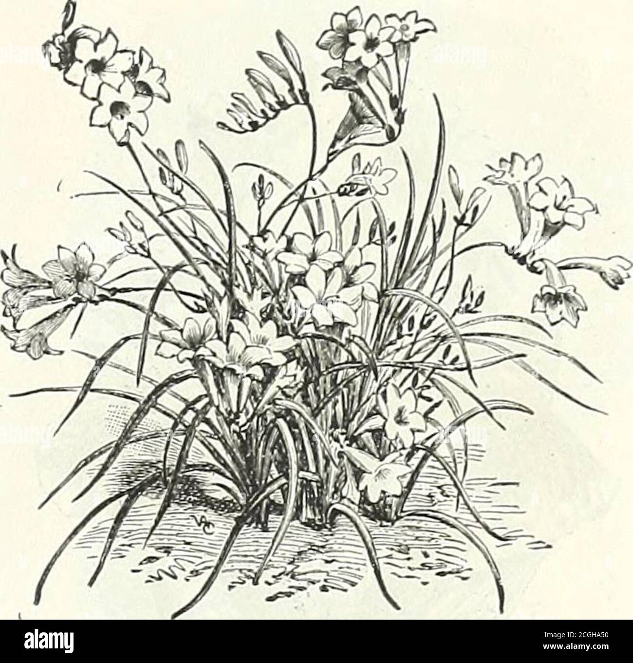 . Peter Henderson & Co.'s wholesale catalogue of bulbs, plants and ...