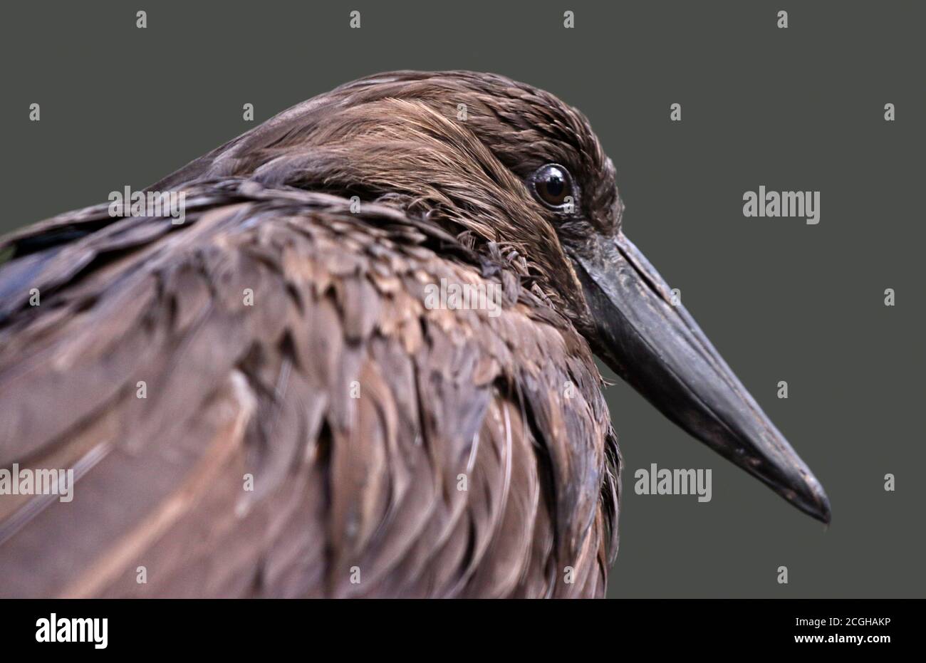 Hammerkop (scopus umbretta Stock Photo - Alamy