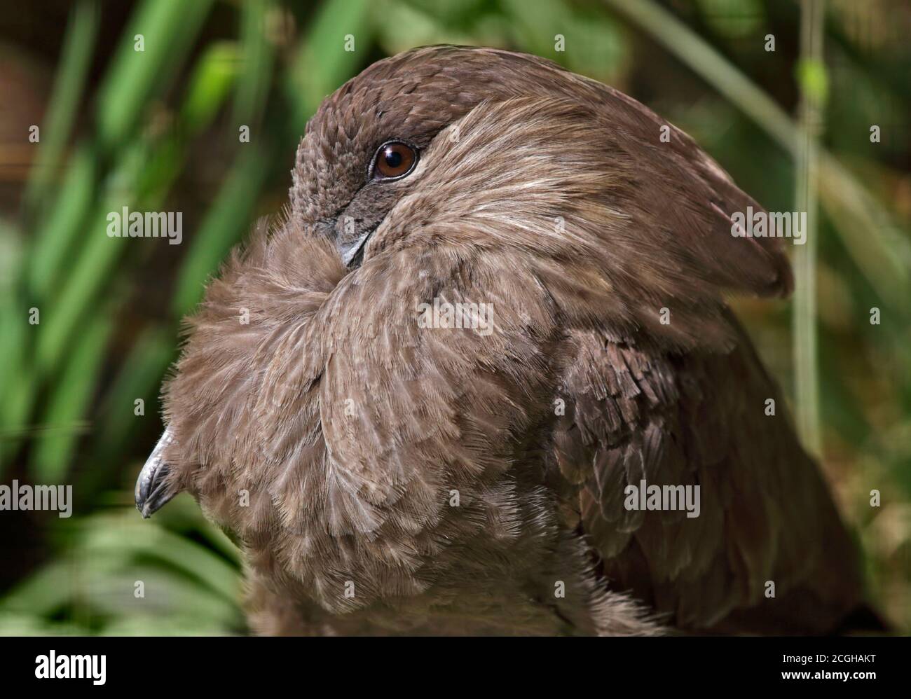 Hammerkop (scopus umbretta Stock Photo - Alamy