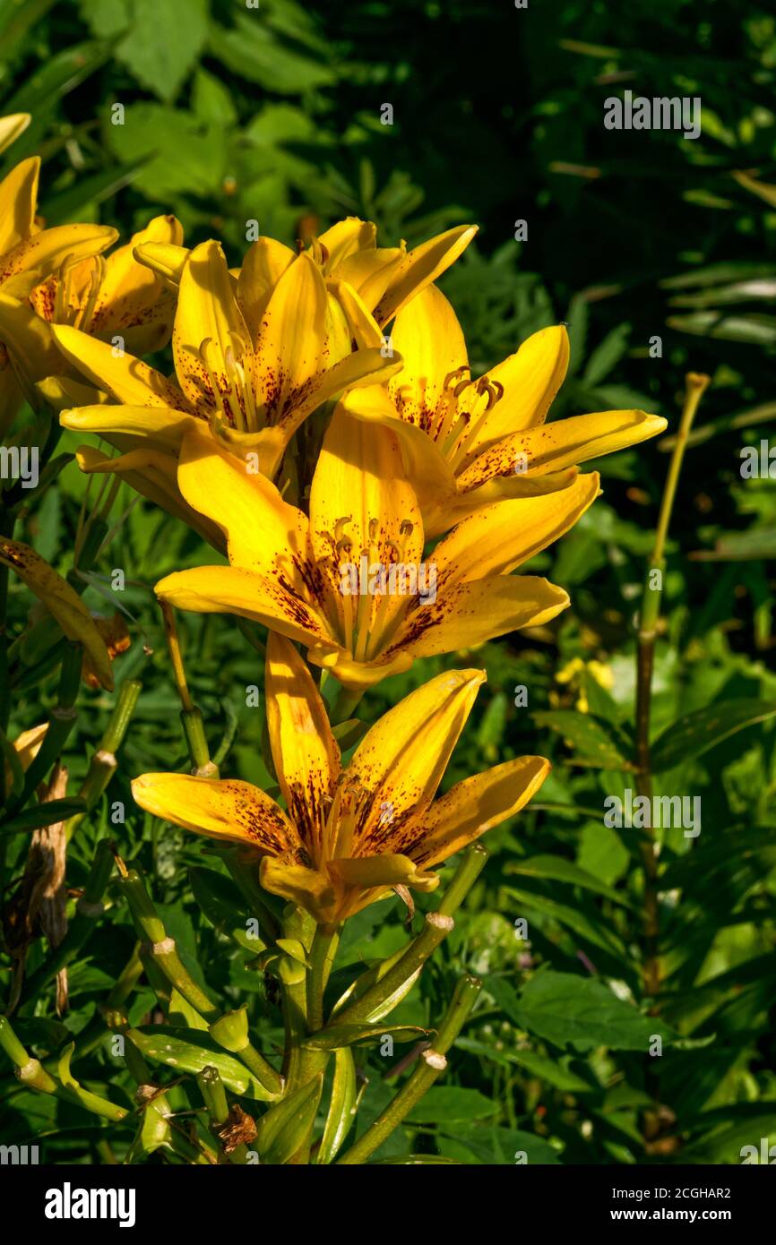 Very large flowers hi-res stock photography and images - Alamy