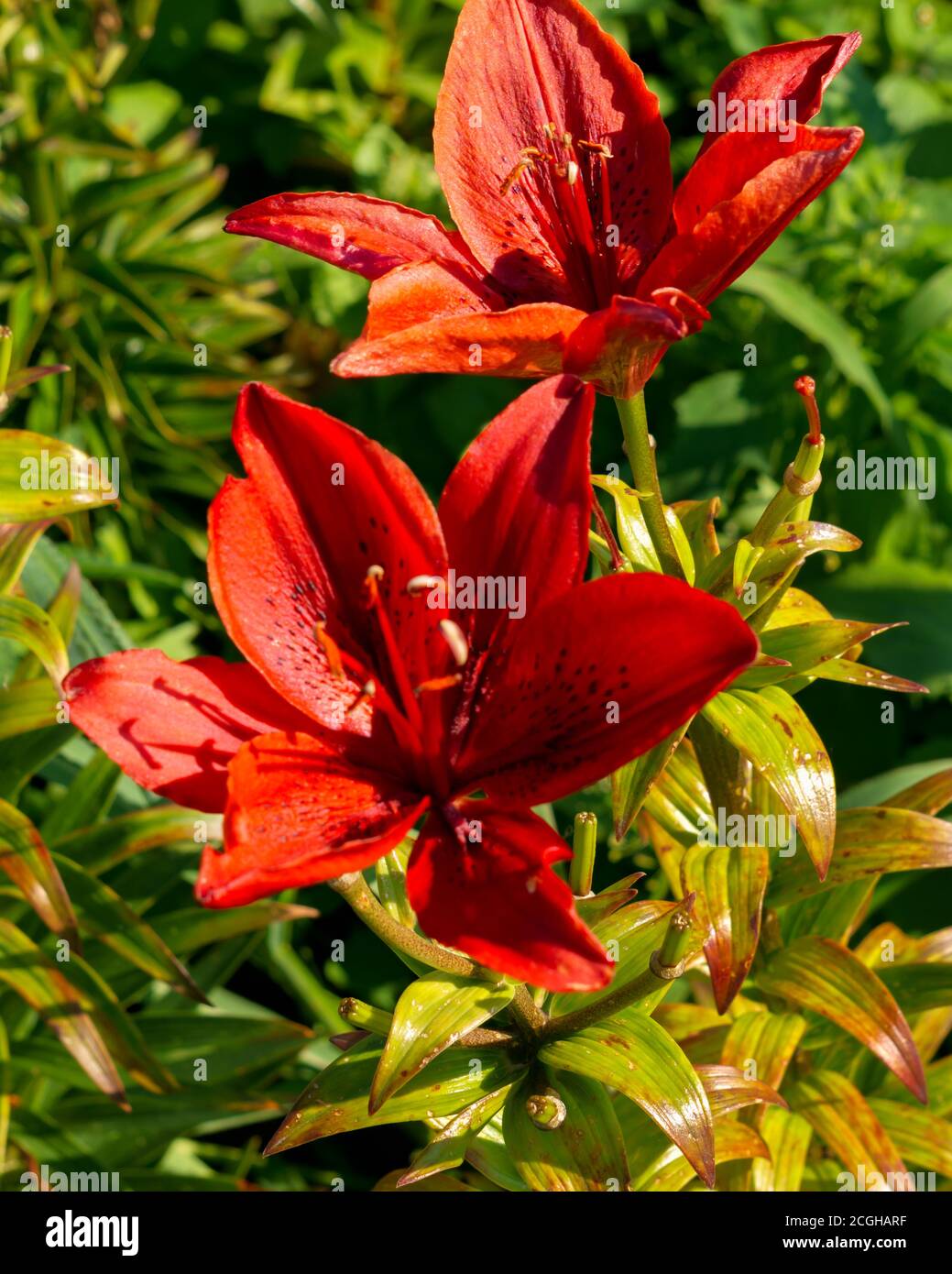Very large flowers hi-res stock photography and images - Alamy