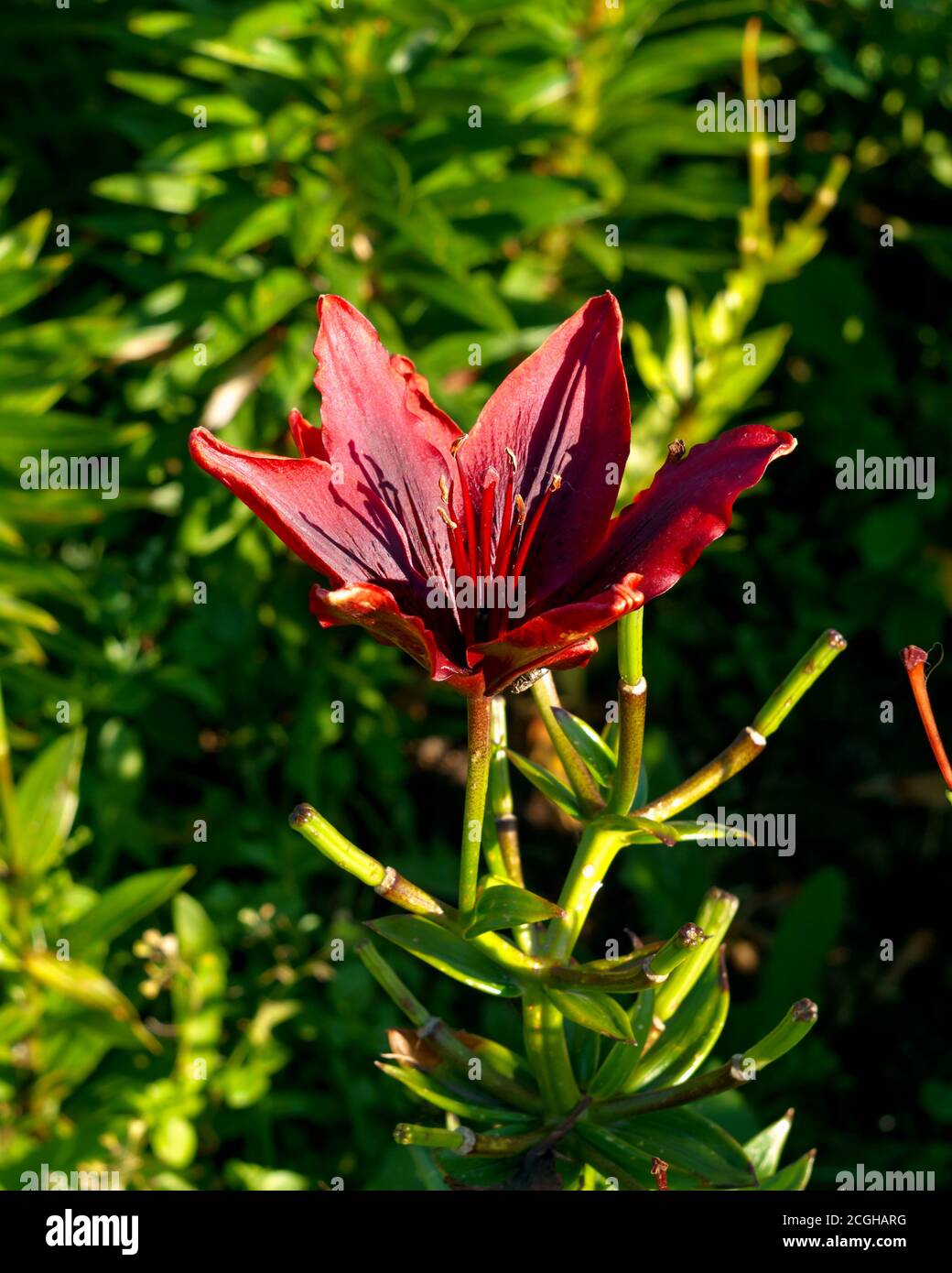 Beautiful red large flowers of lilies close-up Stock Photo - Alamy