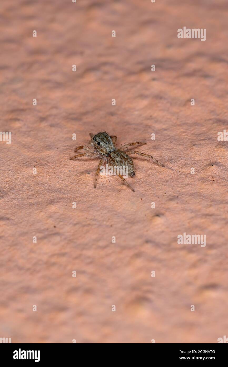 Gray Wall Jumping Spider of the species Menemerus bivittatus Stock ...
