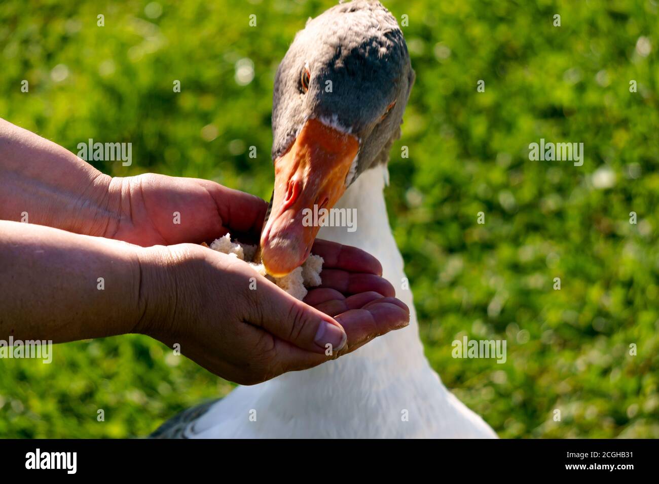 The goose eats slices of bread from the palms of a man Stock Photo - Alamy