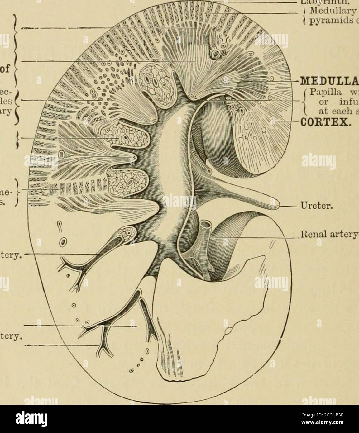 Kidney pyramids hi-res stock photography and images - Alamy