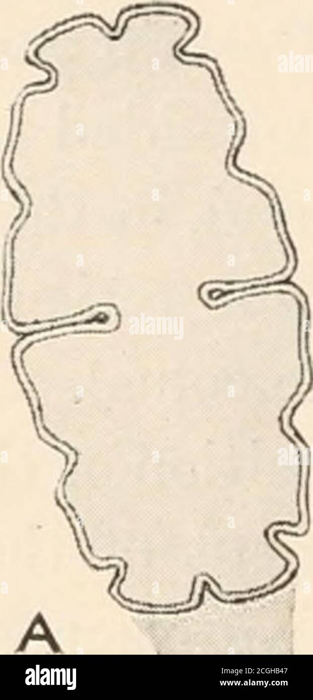 . Algæ. Vol. I. Myxophyceæ, Peridinieæ, Bacillarieæ, Chlorophyceæ ...