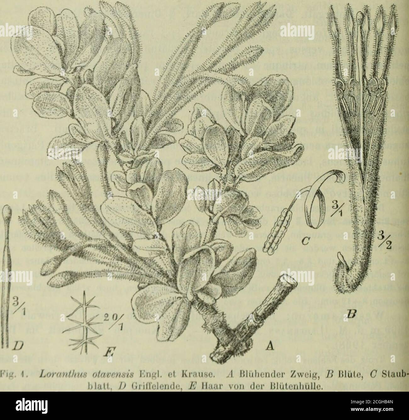 Bractea High Resolution Stock Photography and Images - Alamy