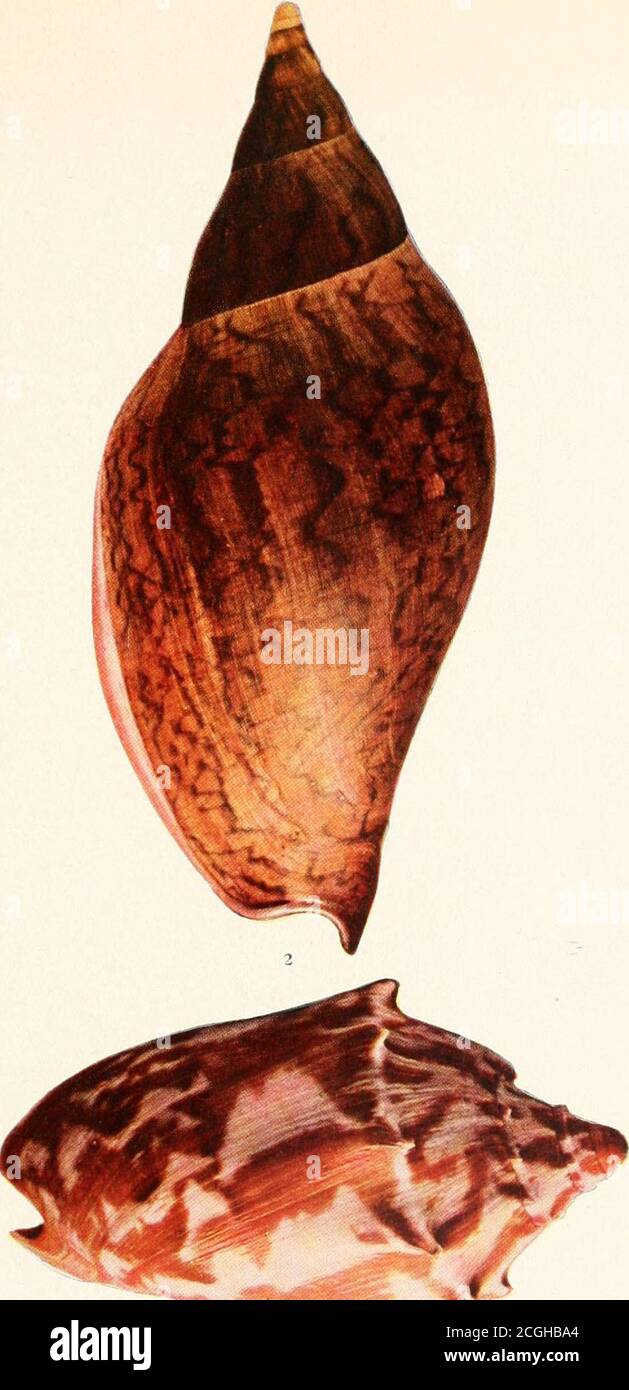 . The shell book Stock Photo - Alamy