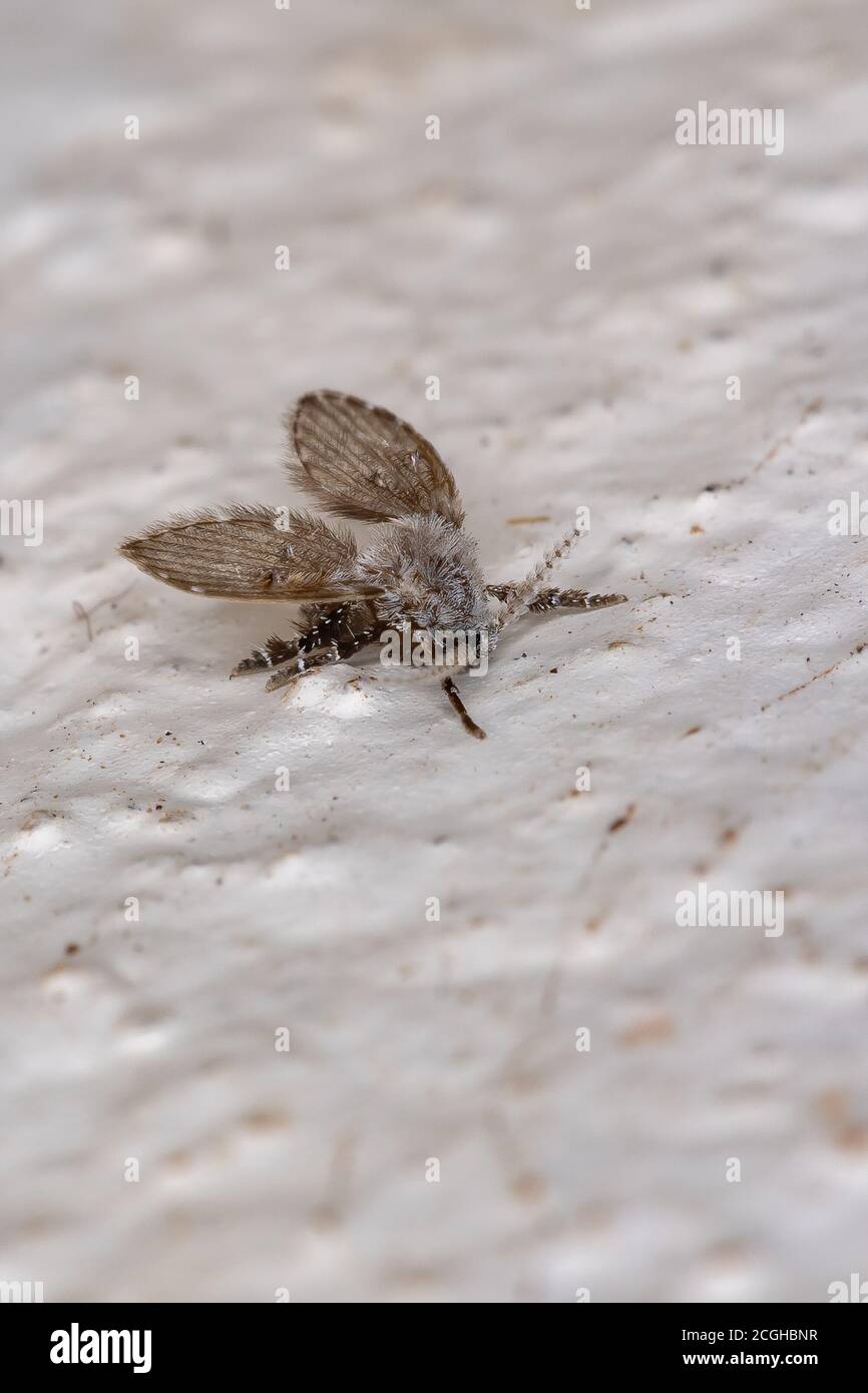 Bathroom Moth Midge of the species Clogmia albipunctata Stock Photo - Alamy