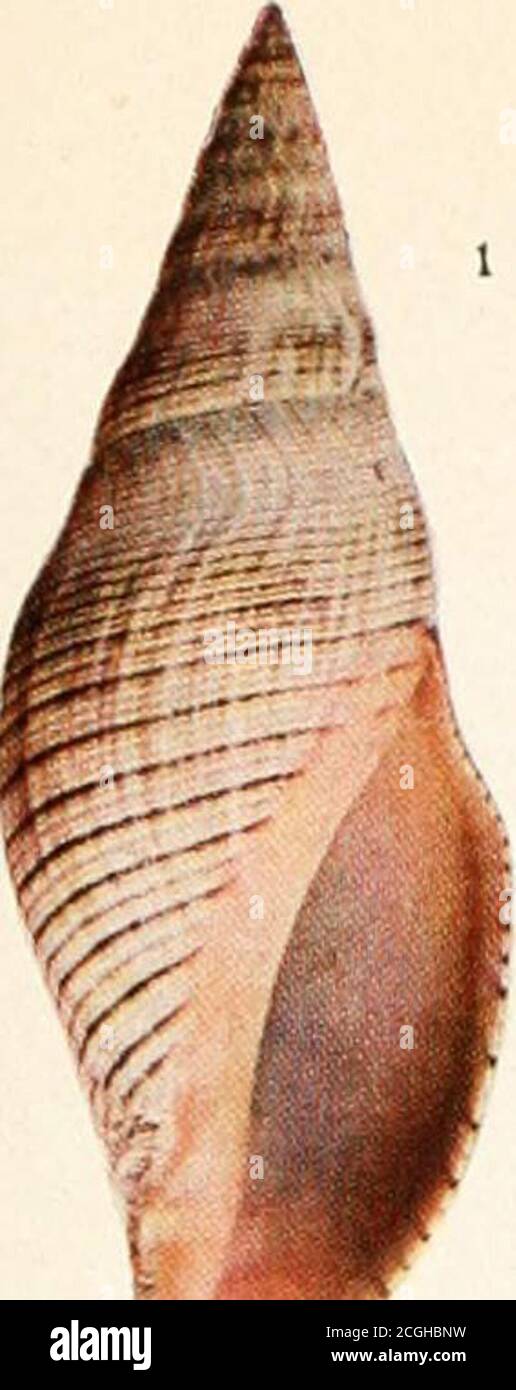 . The shell book . oth chank shells are used to put a high polish upon ...