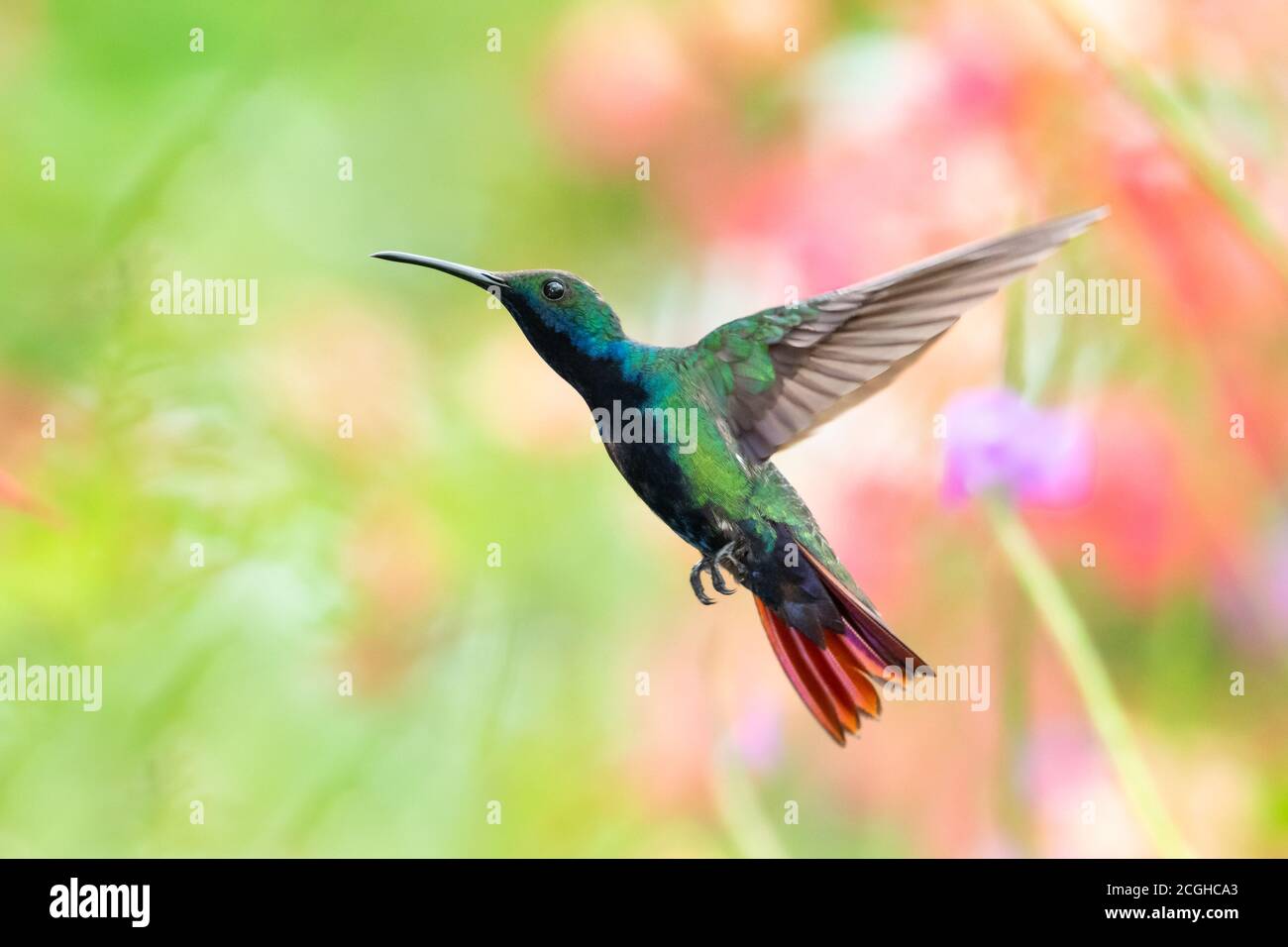 Mango garden hi-res stock photography and images - Alamy