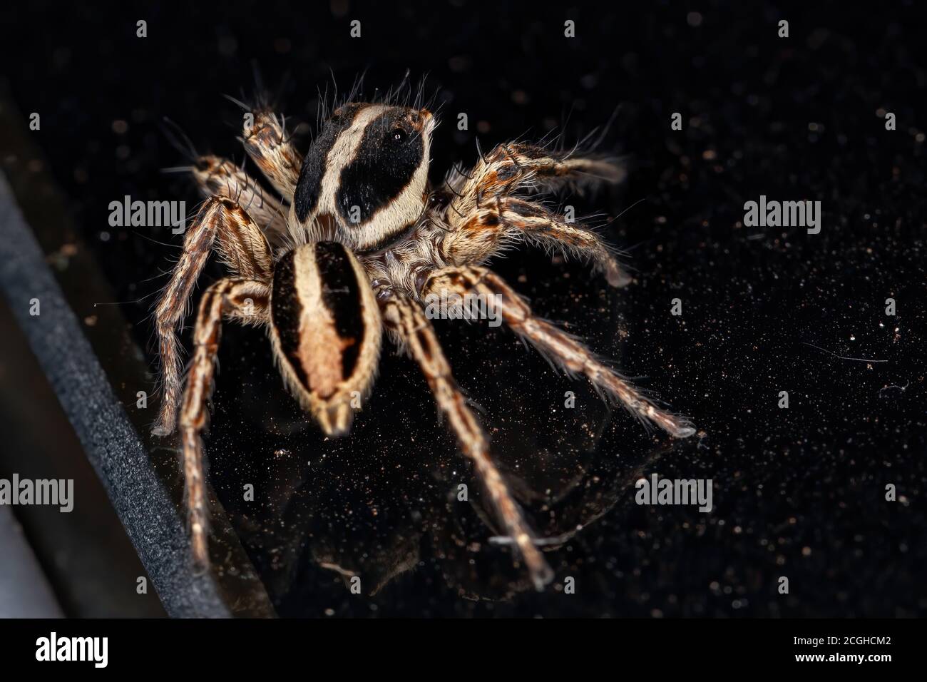 Jumping Spider of the species Plexippus paykulli Stock Photo - Alamy