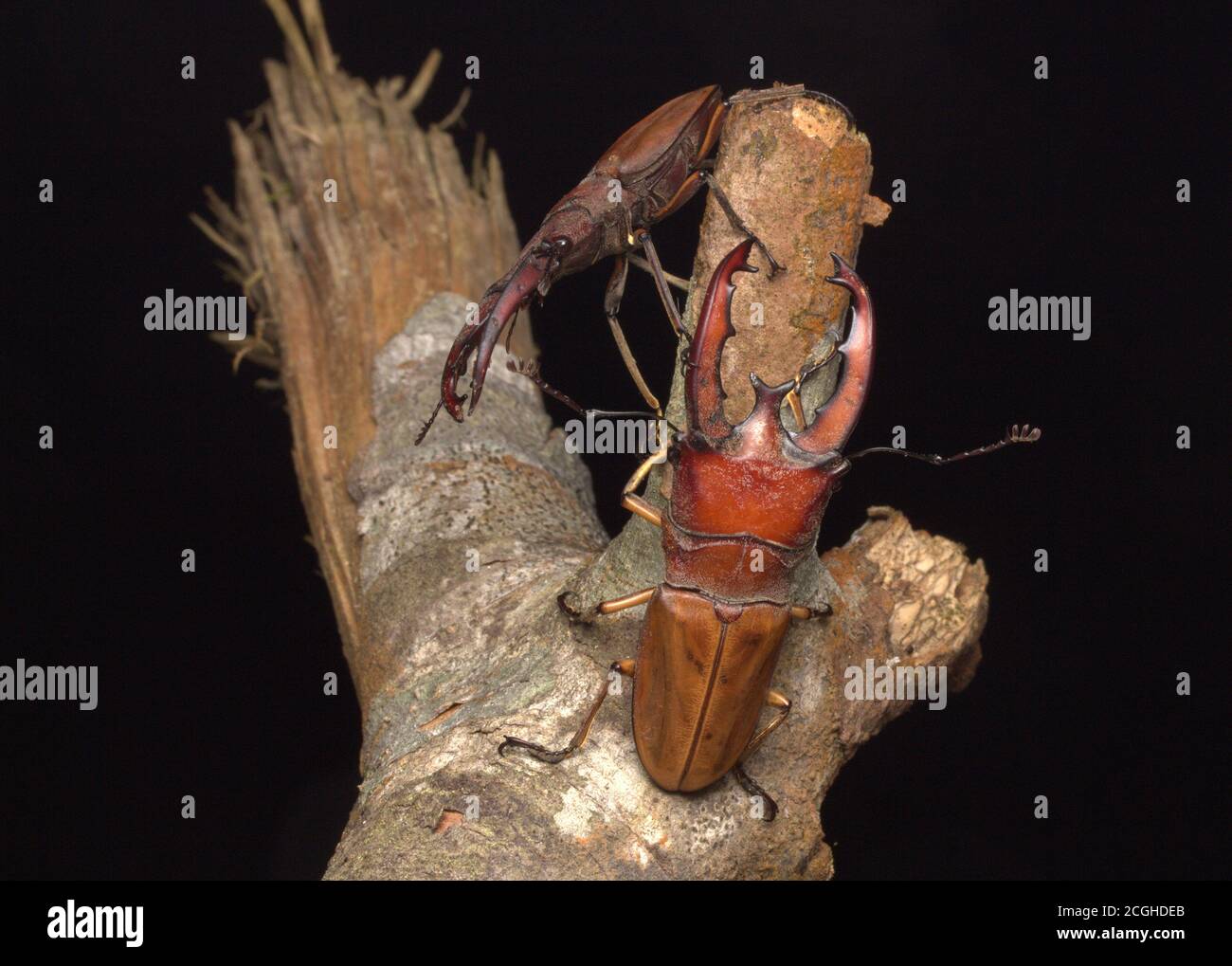 Stag Beetle (Cyclommatus lunifer Stock Photo - Alamy