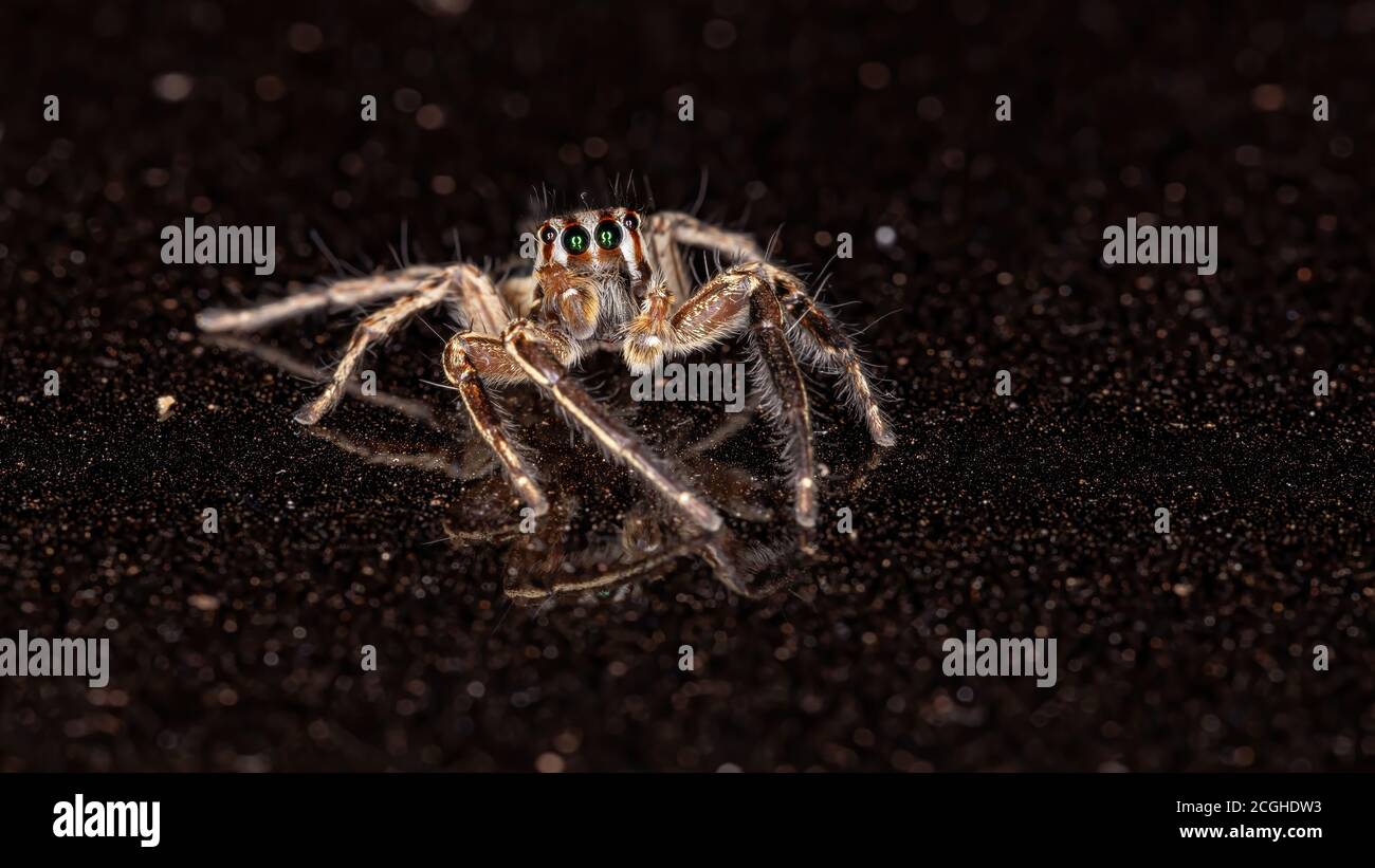 Jumping Spider of the species Plexippus paykulli Stock Photo - Alamy