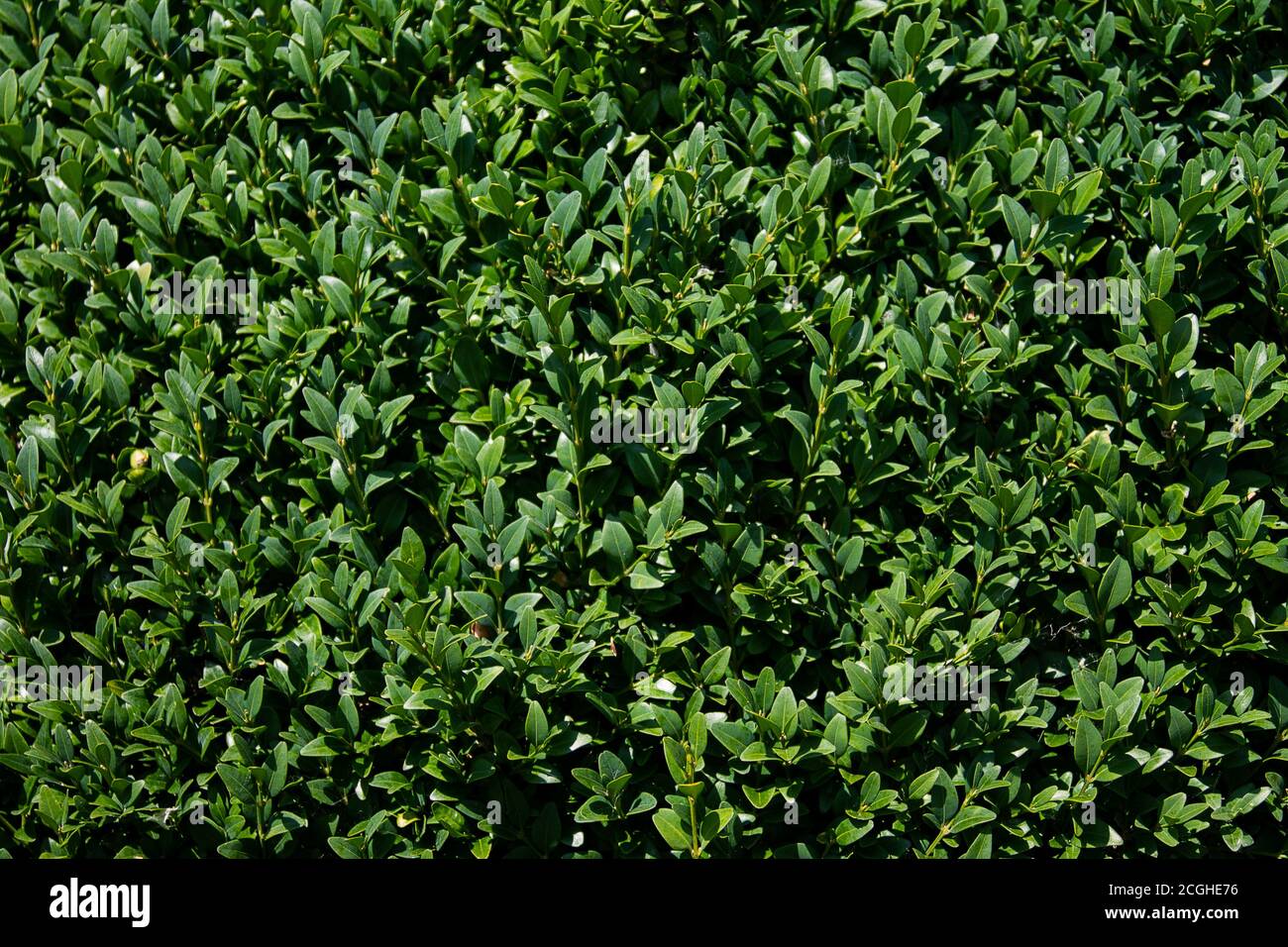 Boxwood hedges texture. Beautiful green box tree laid out as a hedge ...