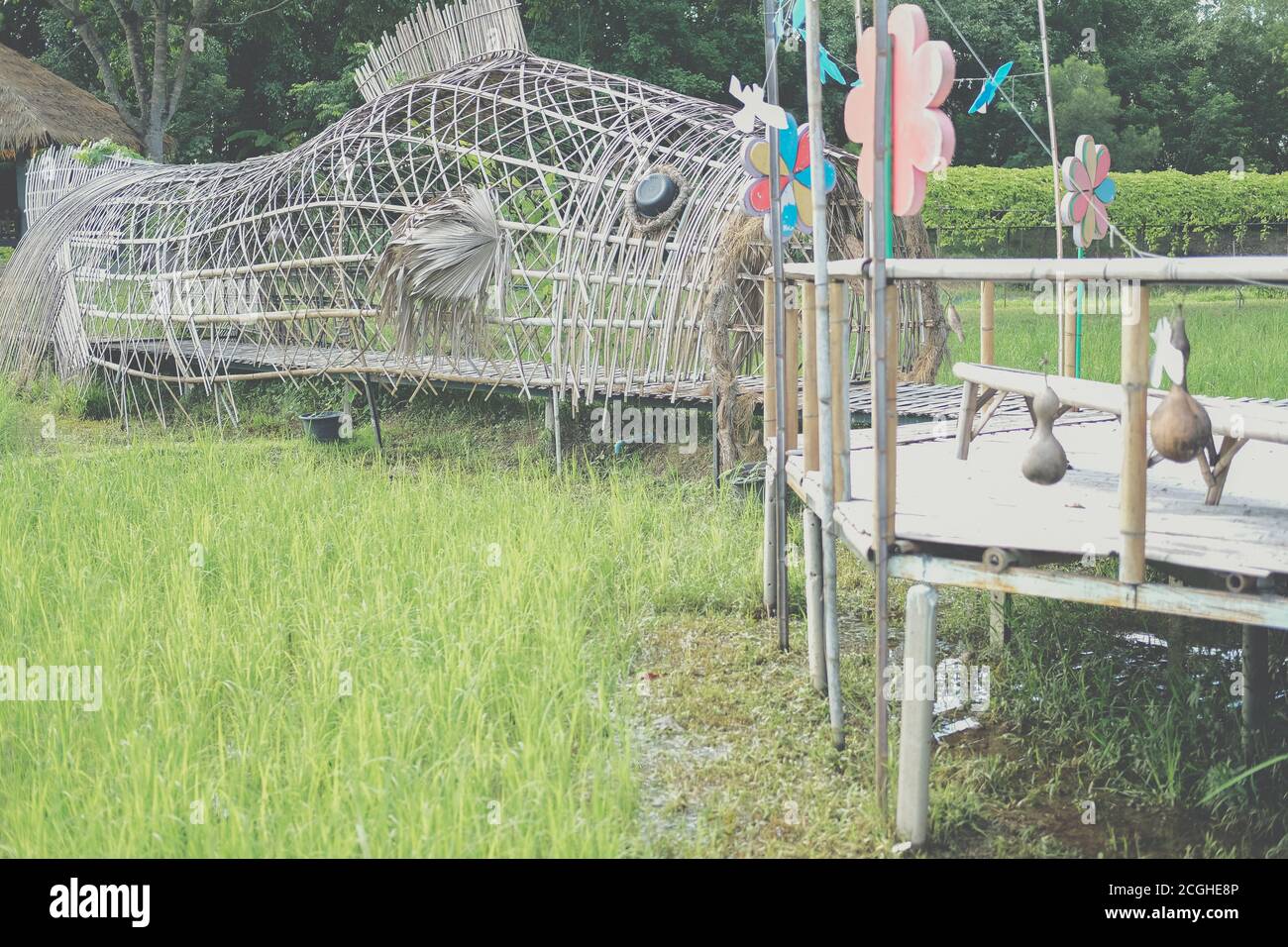 rice paddy field & wooden bamboo footbridge bridge Stock Photo - Alamy
