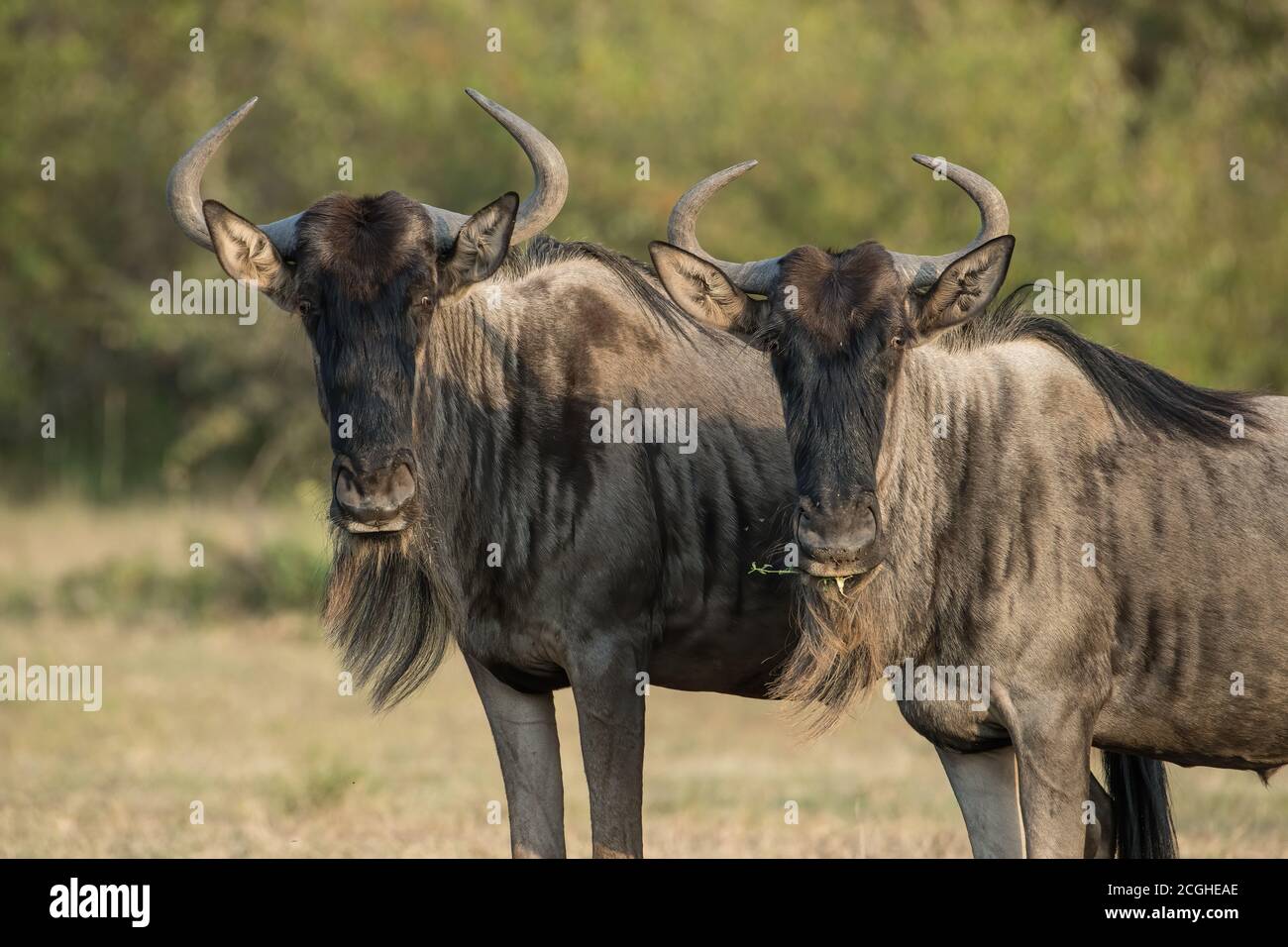 Blue wildebeest gnu photographed during the great migration in the ...