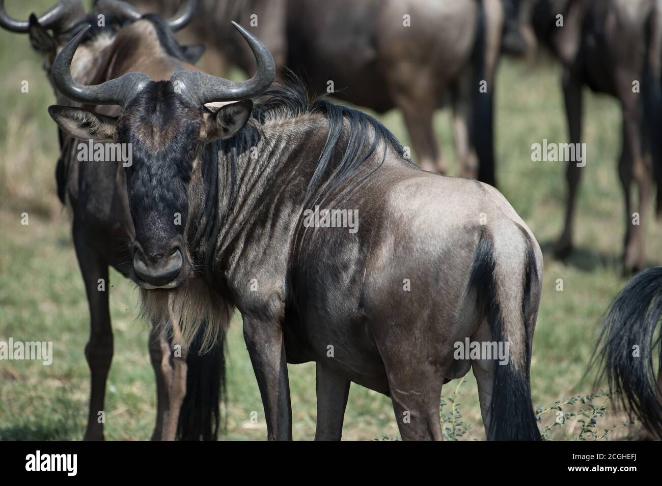 Blue wildebeest gnu photographed during the great migration in the ...