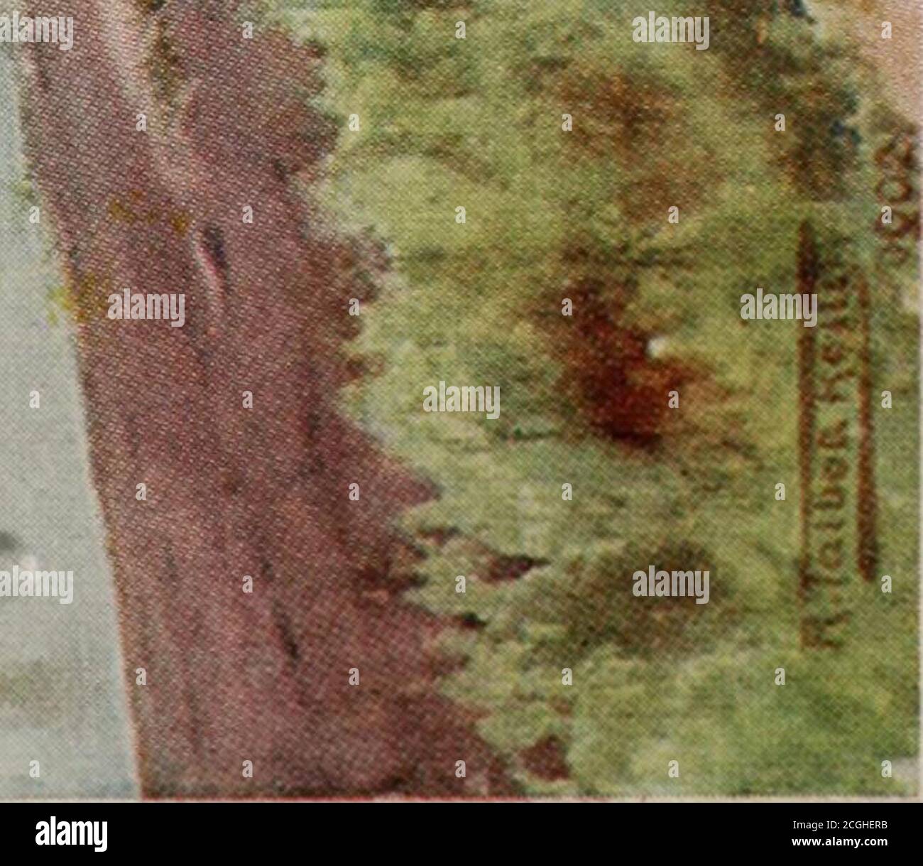 Zoan hi-res stock photography and images - Alamy