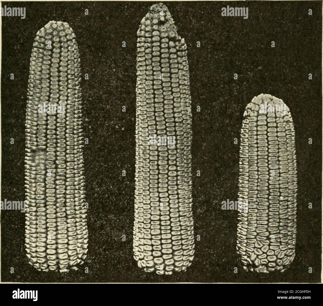 Bookidbookofcornco hi-res stock photography and images - Alamy