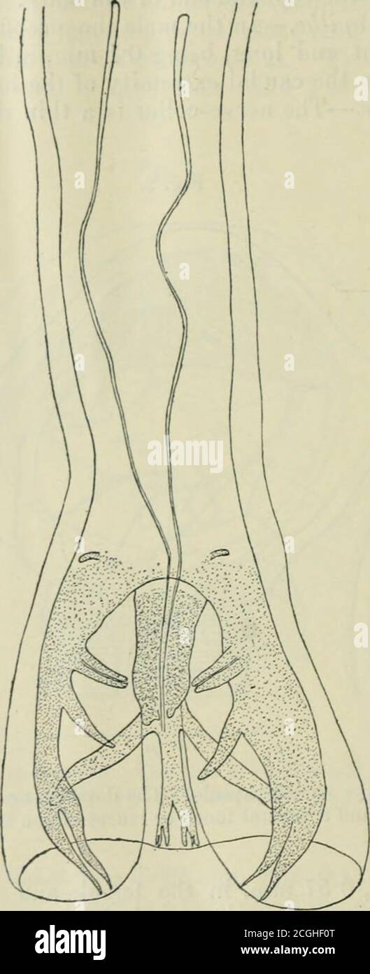 . The annals and magazine of natural history : zoology, botany, and ...