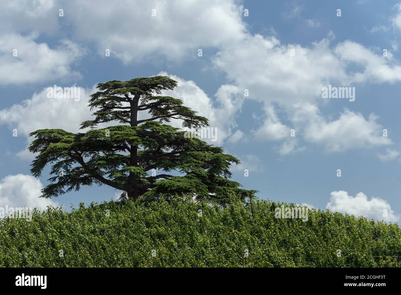 Cedar view winery hi-res stock photography and images - Alamy