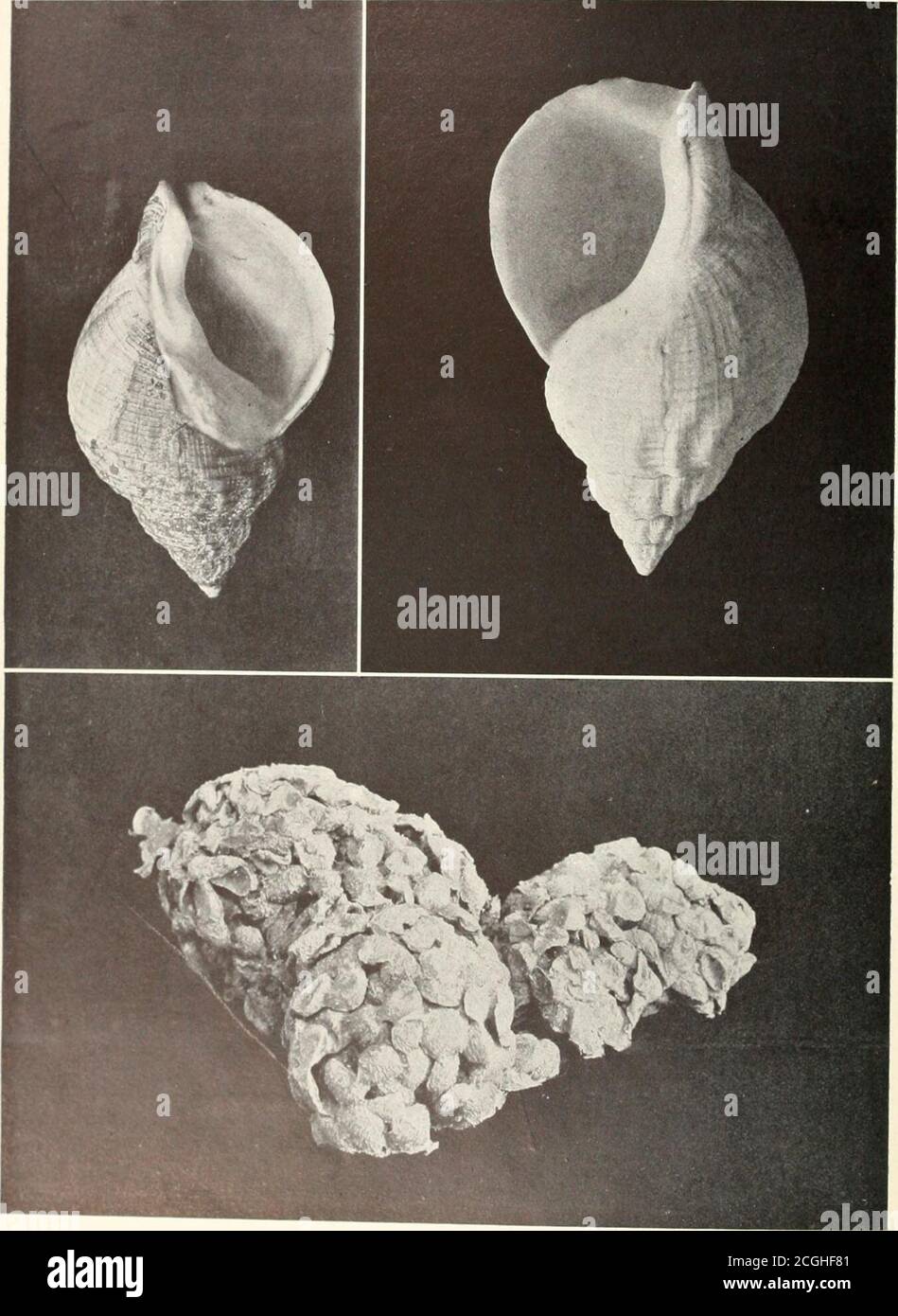 Empty egg cases hi-res stock photography and images - Alamy