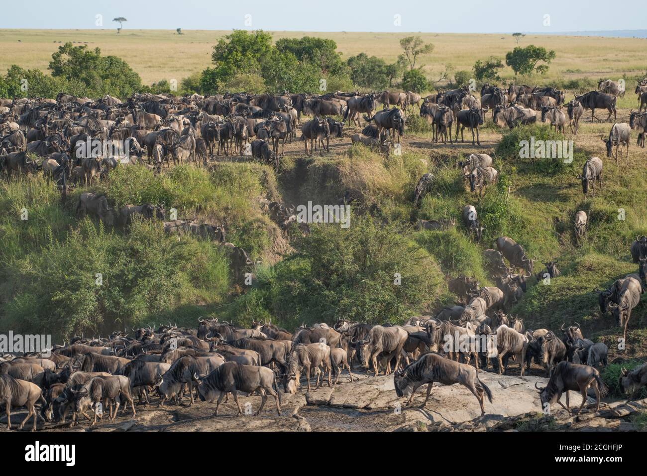 A herd of blue wildebeest gnu carefully cross the Talek river in the ...