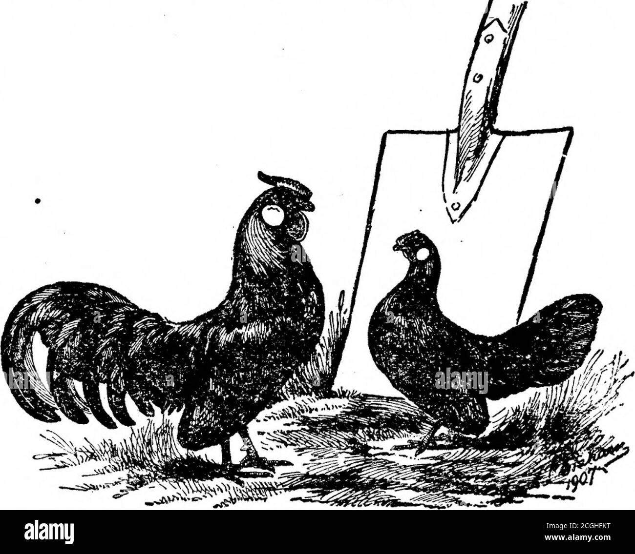 Hackle chickens hi-res stock photography and images - Alamy