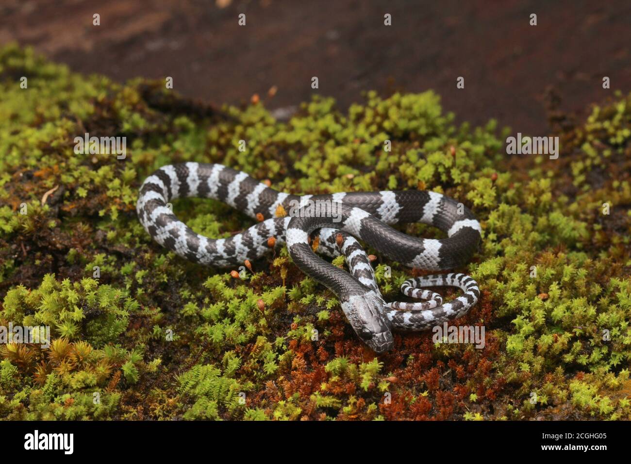 Mountain Wolf Snake, Lycodon butleri is a small mildly venomous snake ...