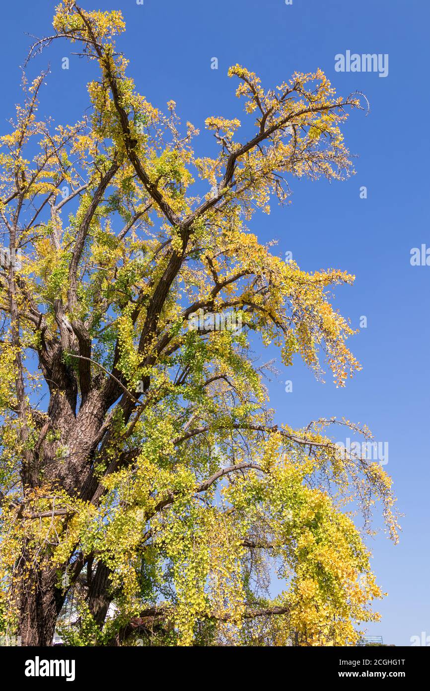 Ginkgo biloba tree hi-res stock photography and images - Alamy