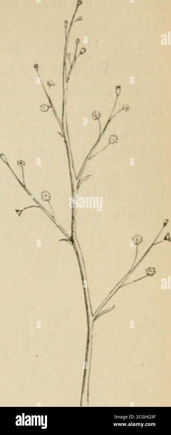 Umbrella panicle hi-res stock photography and images - Alamy