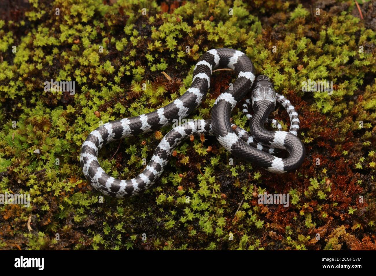 Mountain Wolf Snake, Lycodon butleri is a small mildly venomous snake ...