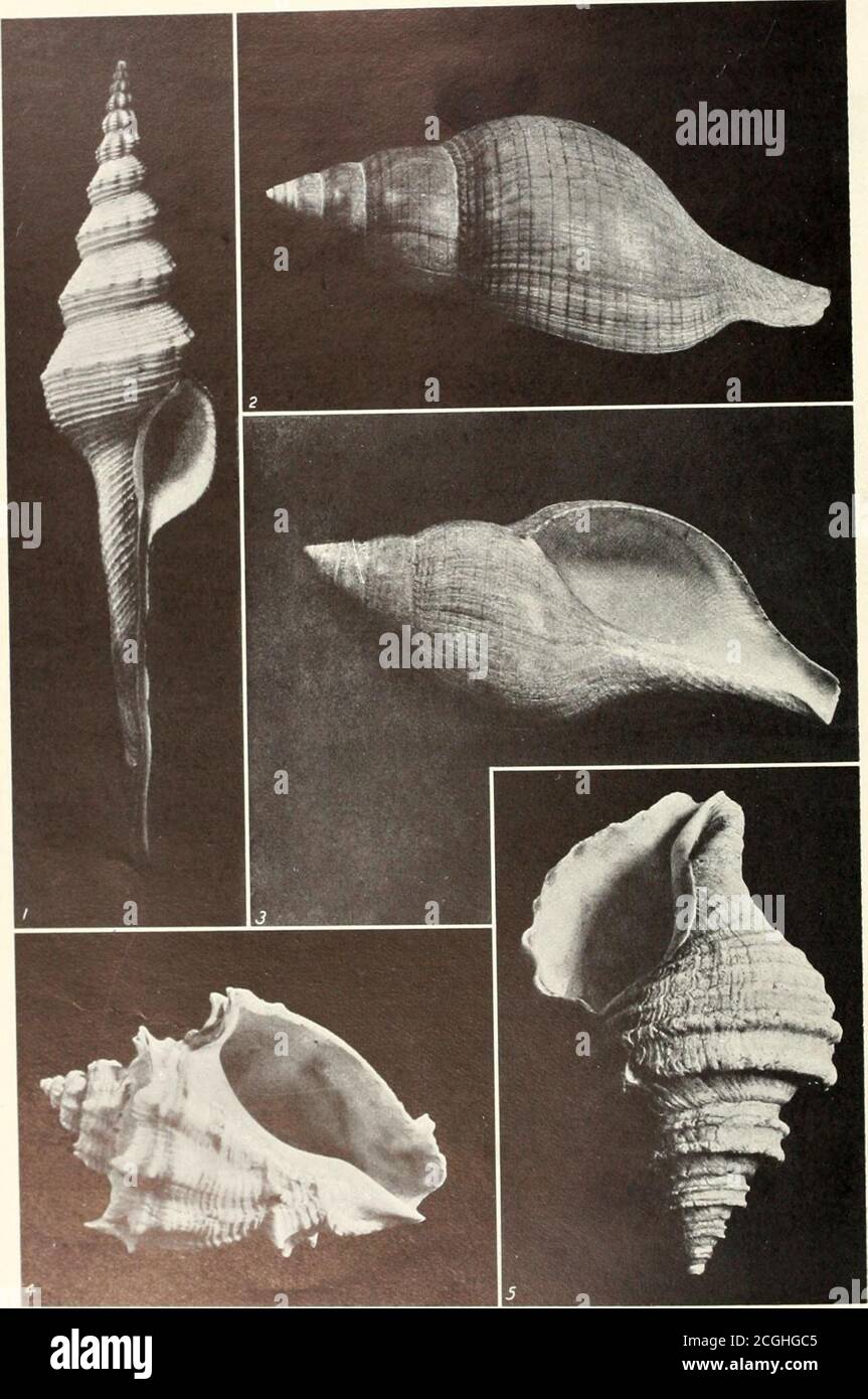 . The shell book . 1 Vasum castum. 2 Bullia callosa. SPINDLE SHELLS AXD ...