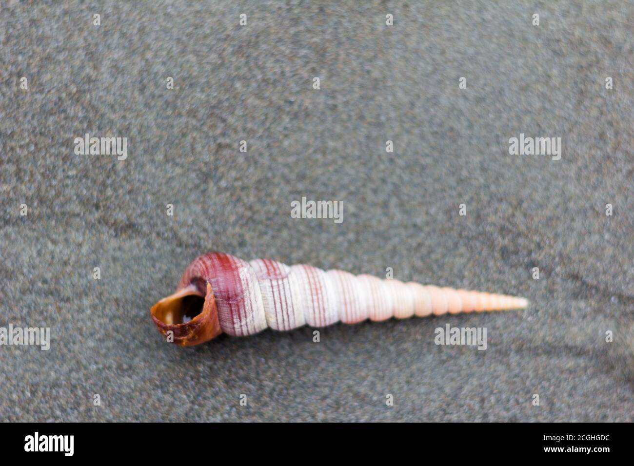 Mollusk biodiversity hi-res stock photography and images - Alamy