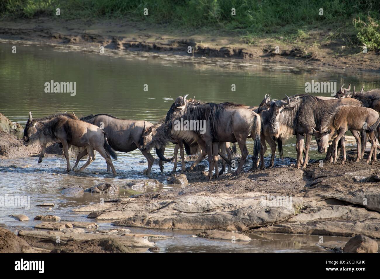 Mara cross hi-res stock photography and images - Alamy