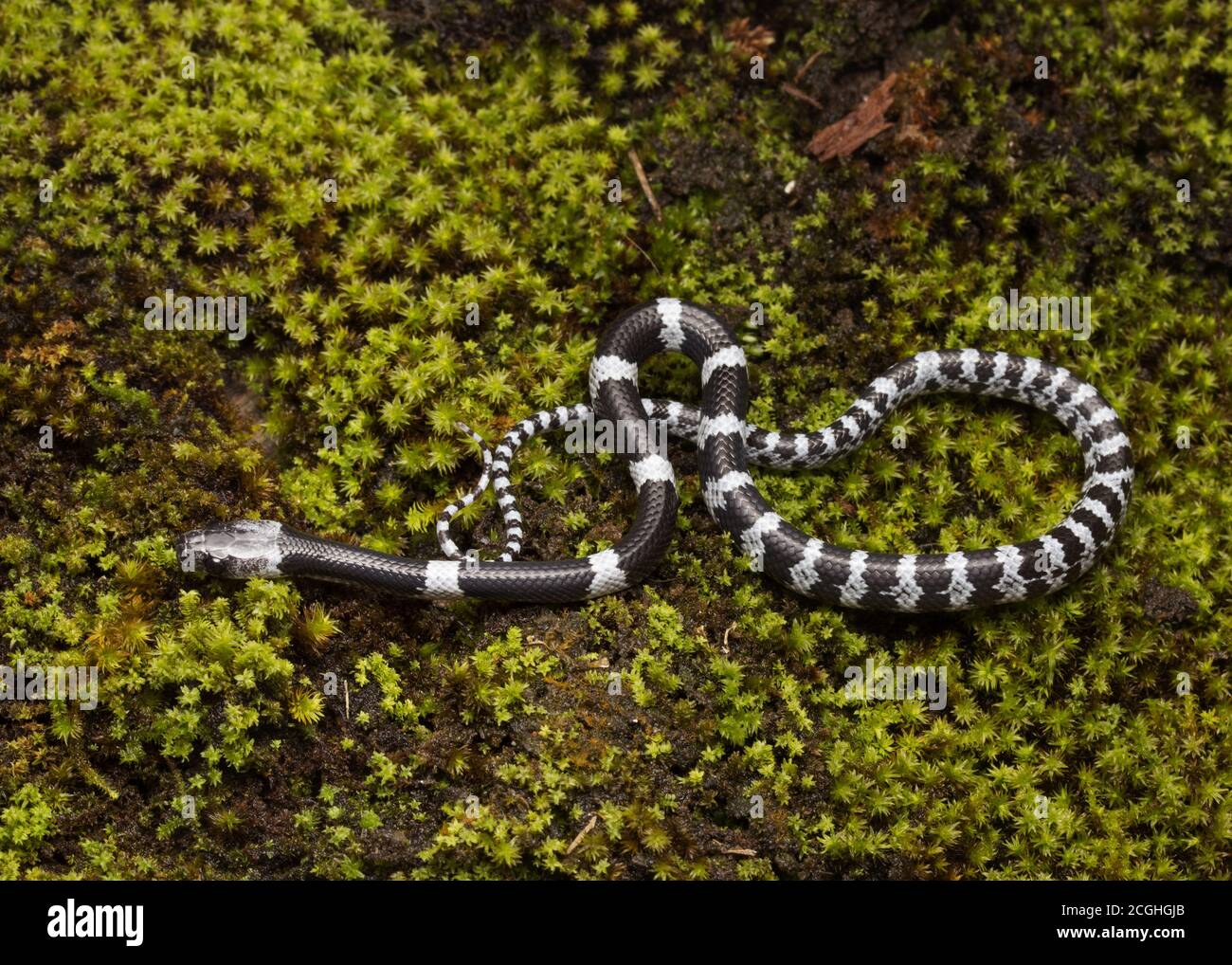Mountain Wolf Snake, Lycodon butleri is a small mildly venomous snake ...