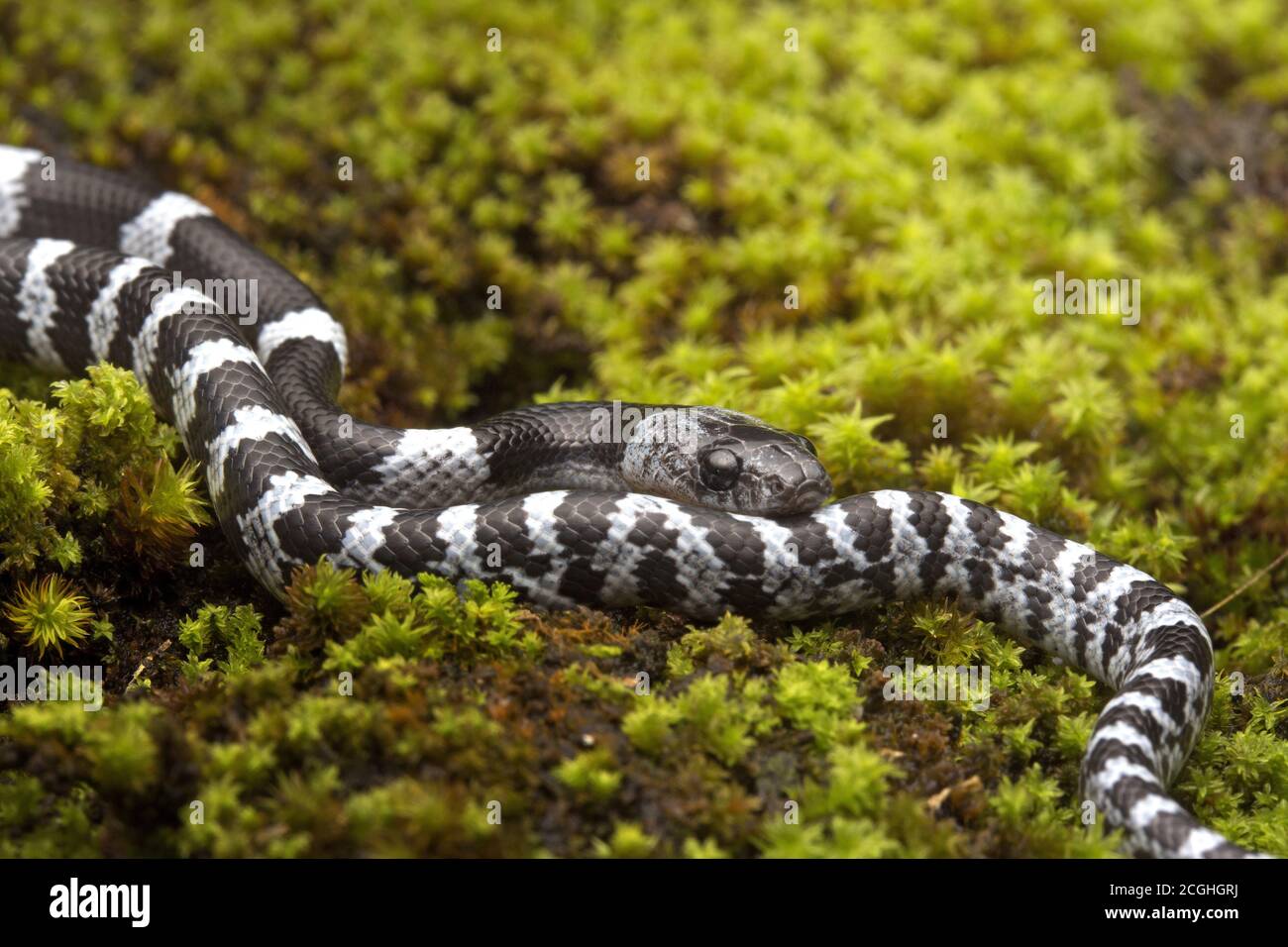 Mountain Wolf Snake, Lycodon butleri is a small mildly venomous snake ...