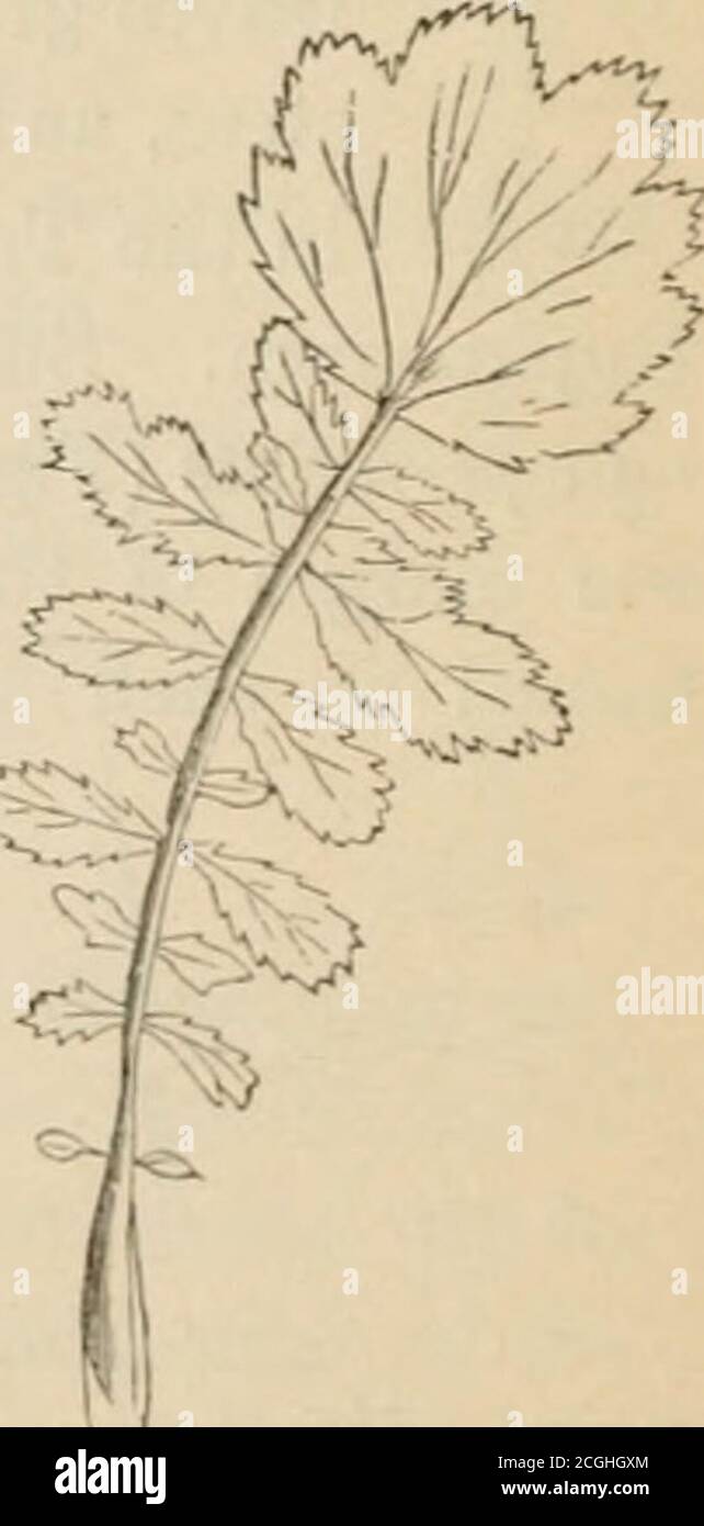 Pinnateleaf hi-res stock photography and images - Alamy