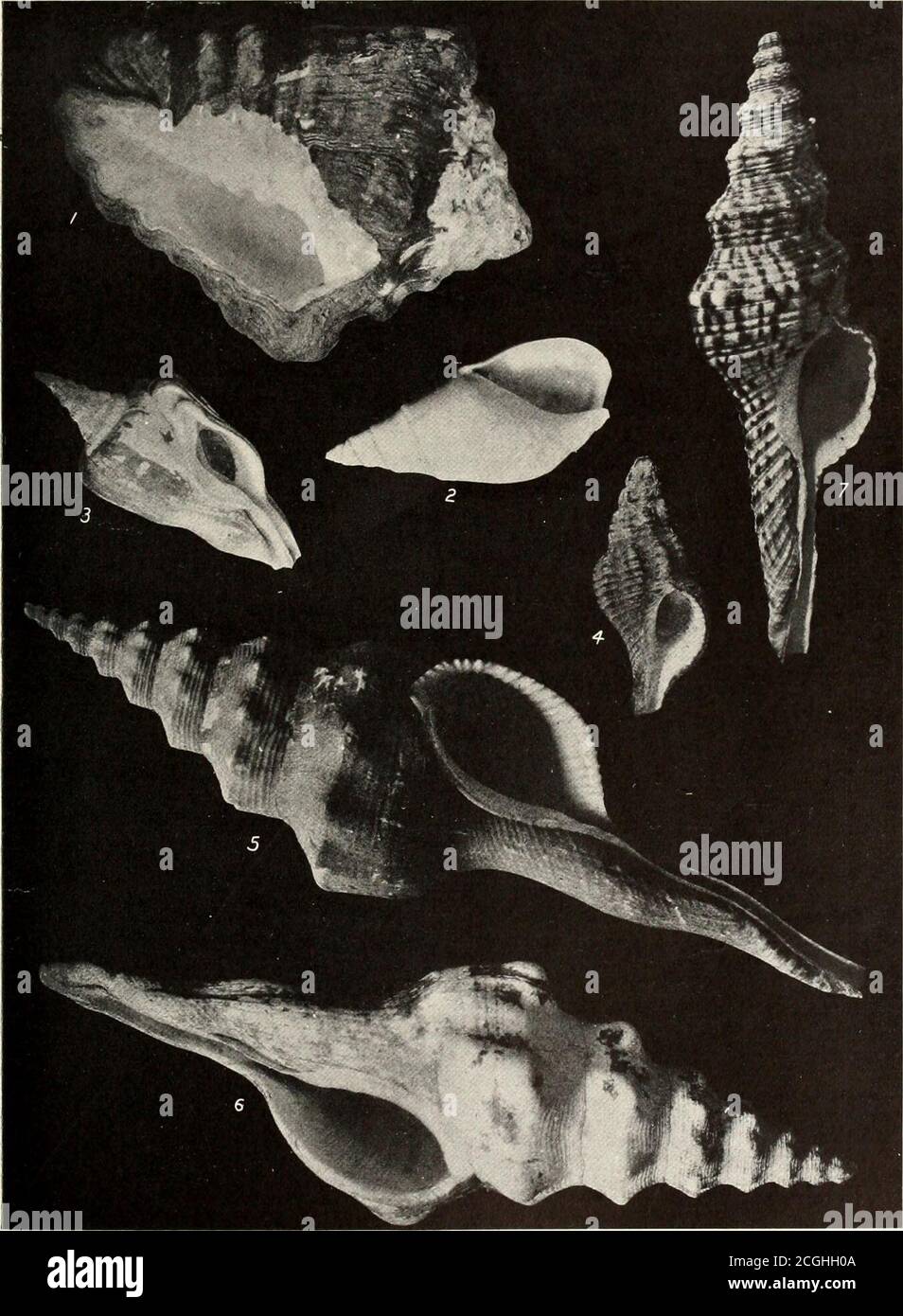 . The shell book . oundedvarices and encircled by narrow, elevated ...