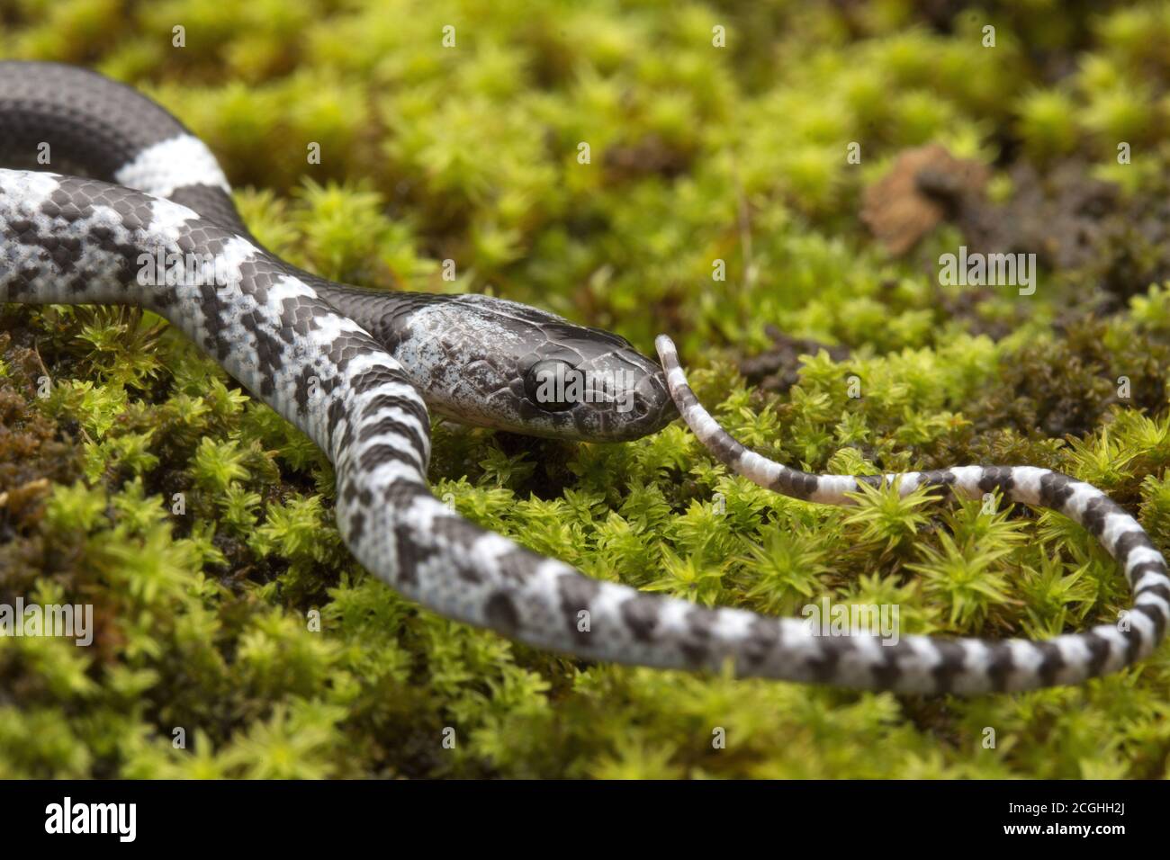 Mountain Wolf Snake, Lycodon butleri is a small mildly venomous snake ...