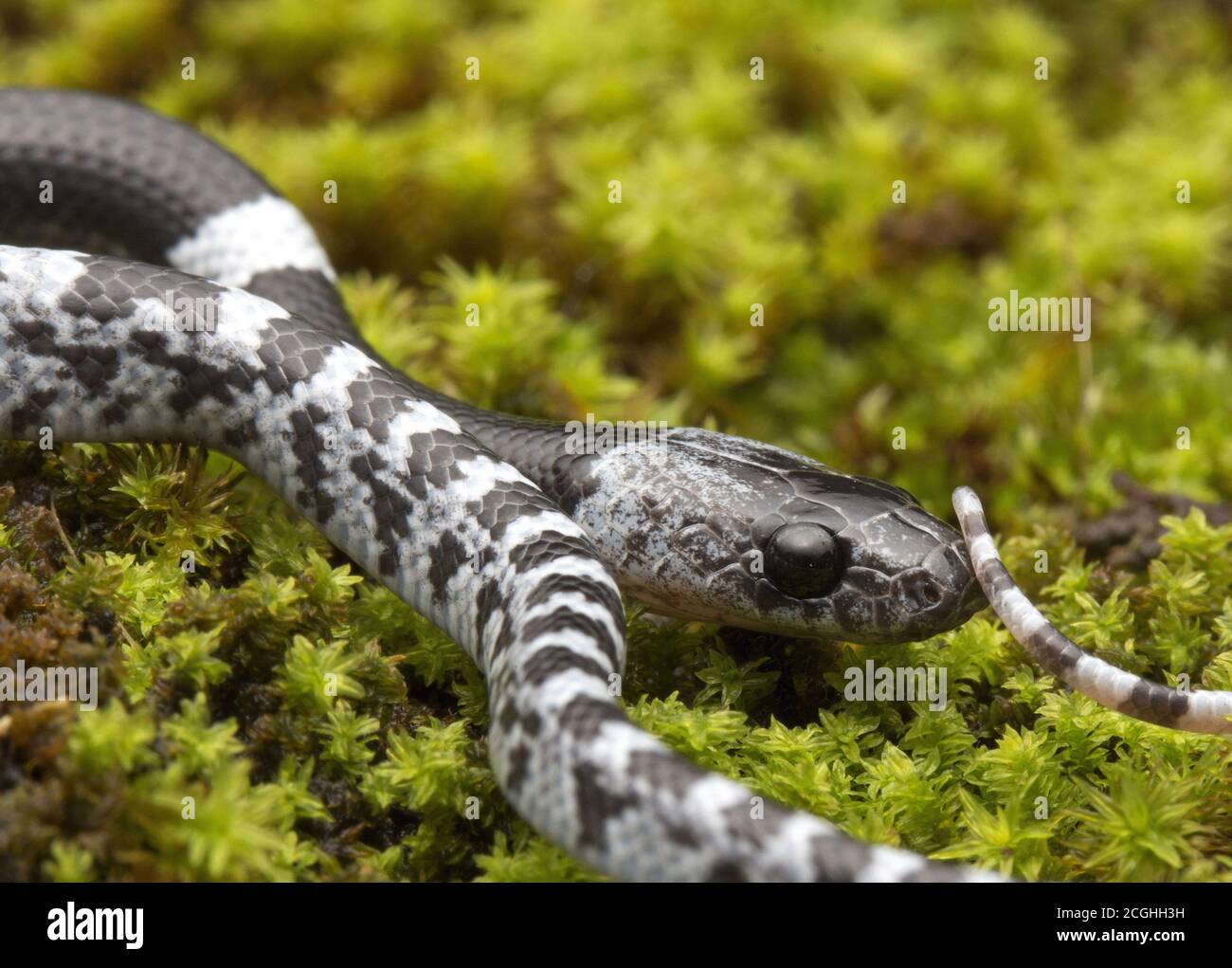 Mountain Wolf Snake, Lycodon butleri is a small mildly venomous snake ...