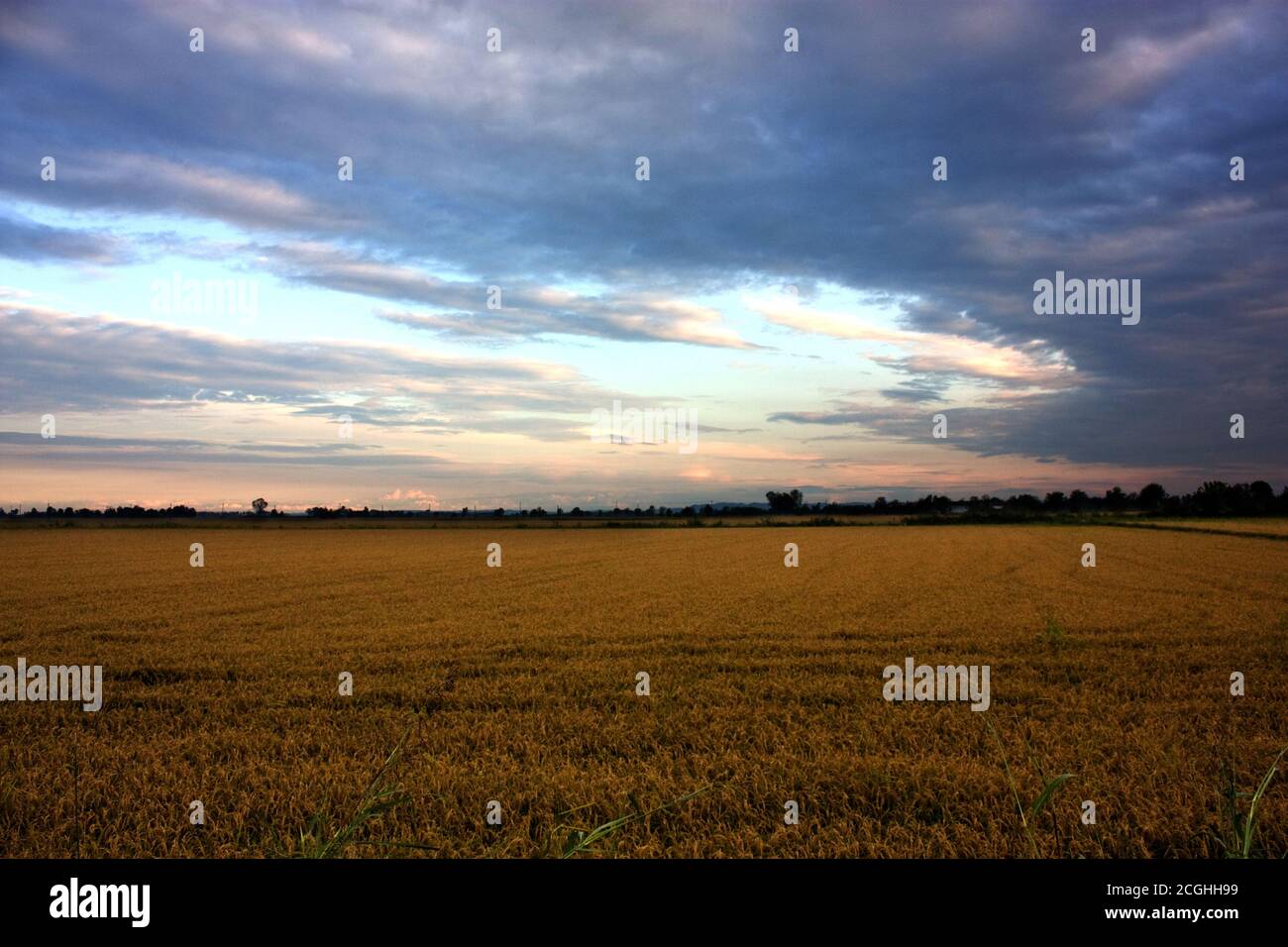 Evening Paddy Field High Resolution Stock Photography and Images - Alamy