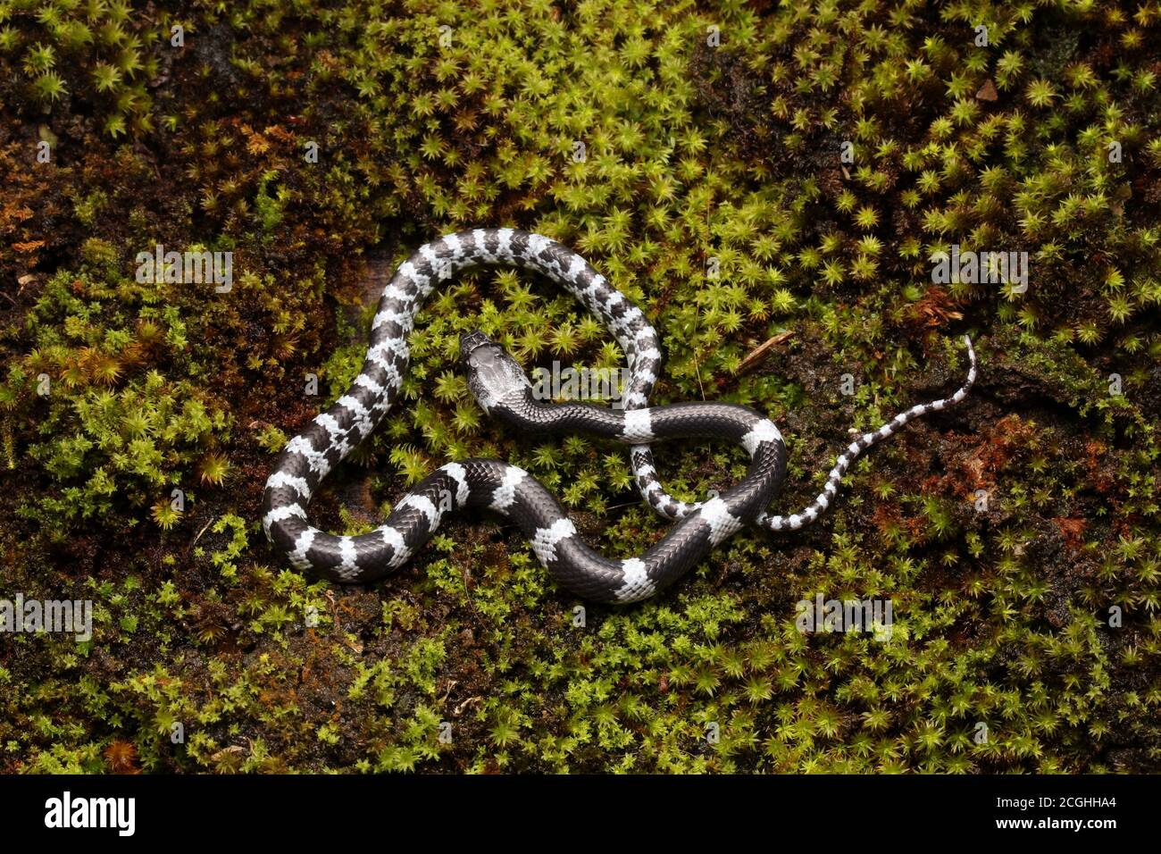 Mountain Wolf Snake, Lycodon butleri is a small mildly venomous snake ...